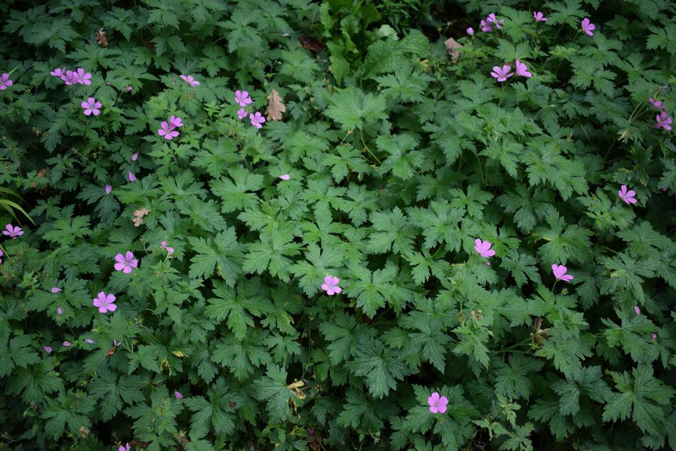 Geranium Shadow free image download