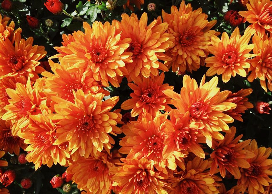 Mums Flowers Fall free image download