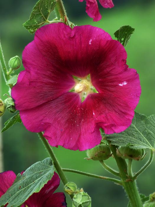 Flower Red Nature free image download