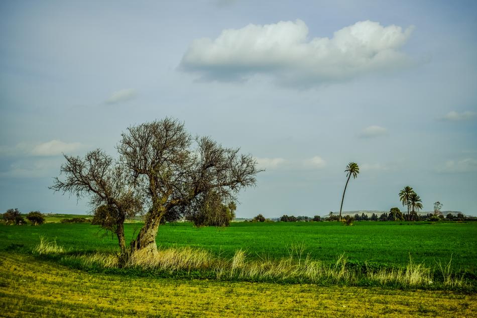 Landscape Tree Grass free image download