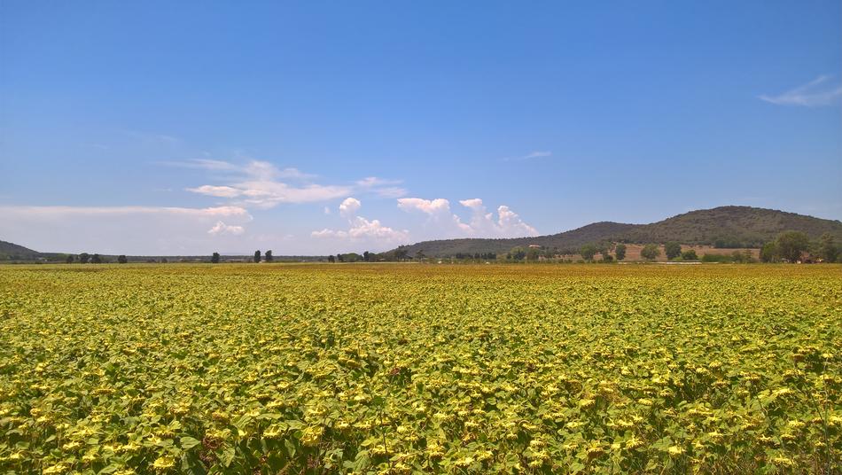 Sunflowers Campaign Flowers free image download