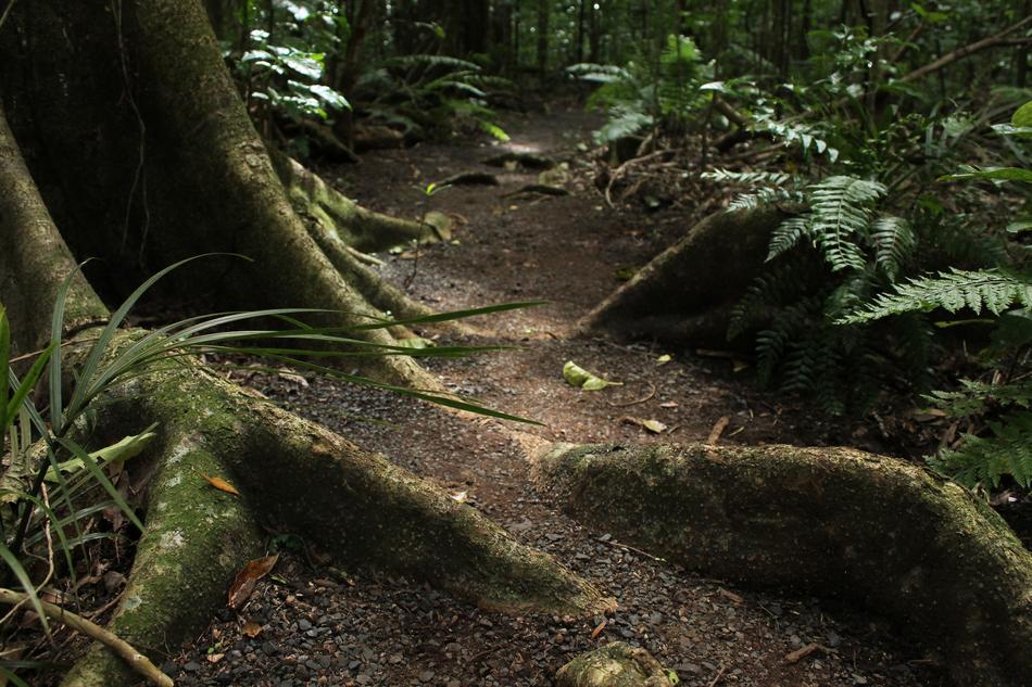 Trees Roots Nature Tree With free image download
