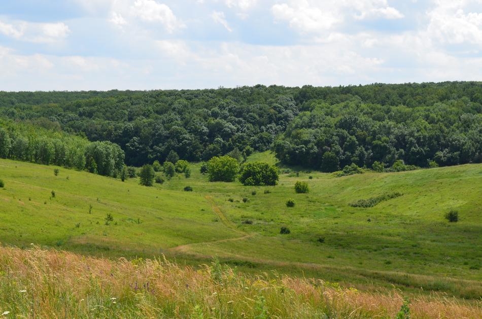 Yar Beam Forest The free image download