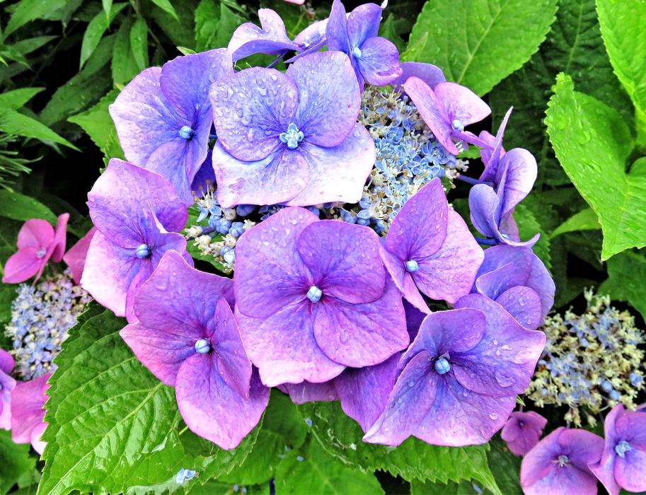 Plant Flower Hydrangea Plate free image download