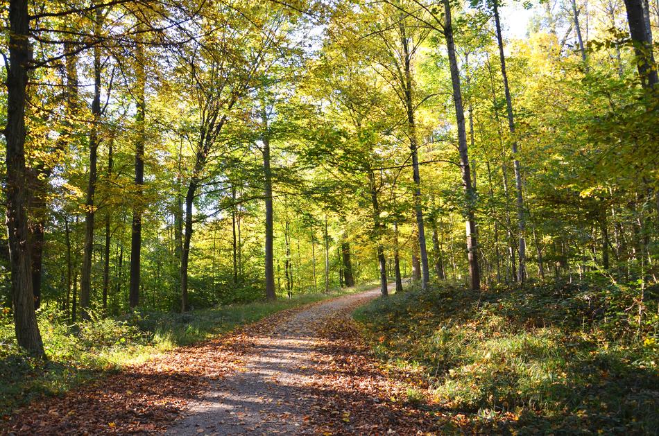 Autumn Leaves Fall Foliage free image download