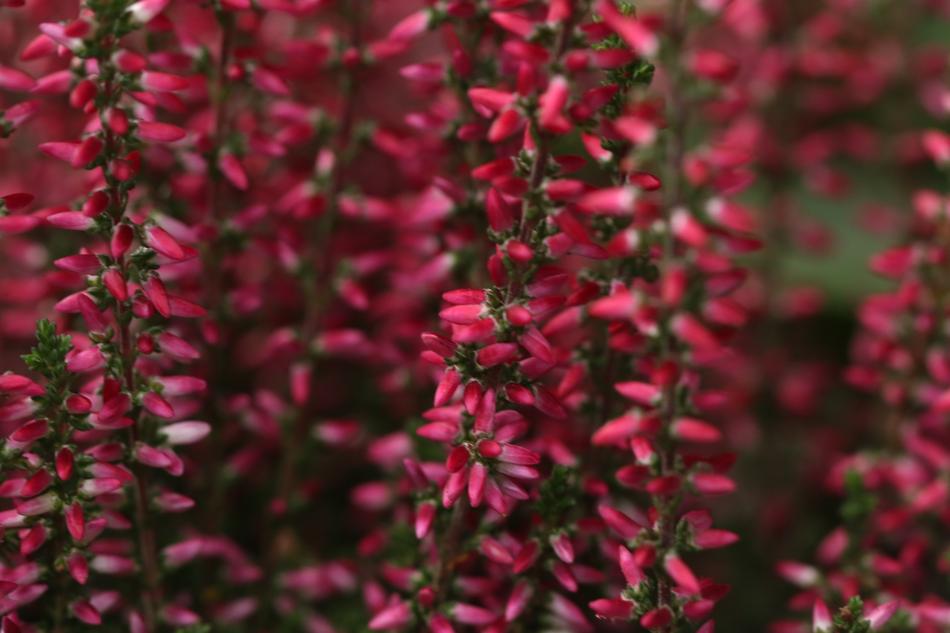 Heather Flower Autumn free image download