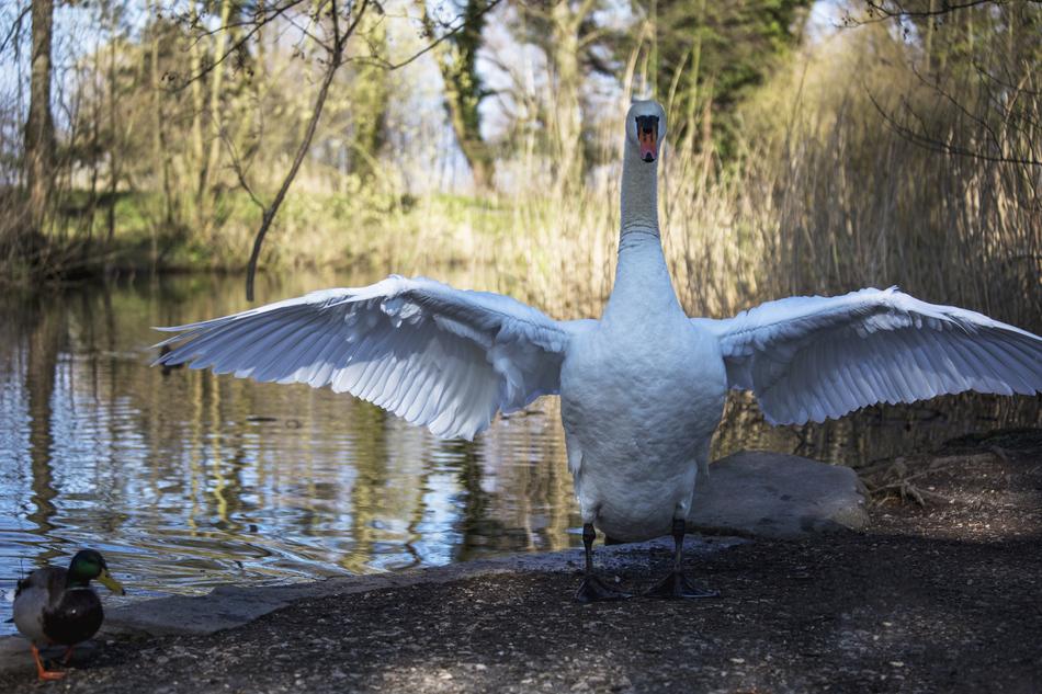 Swan Nature Bird free image download