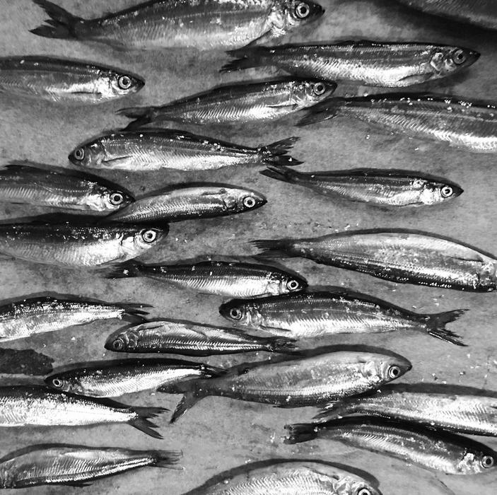Small fish catch free image download
