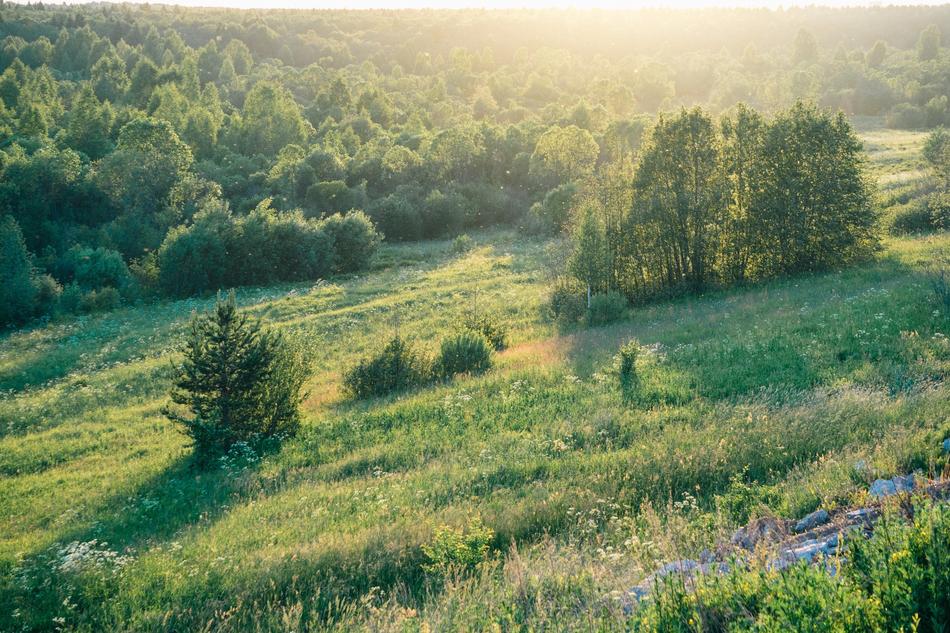 Highland Green Grass free image download