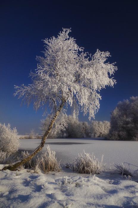 Snow Winter Tree free image download