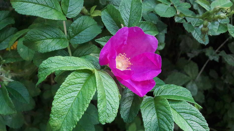 Dog Rose Ros Flower free image download
