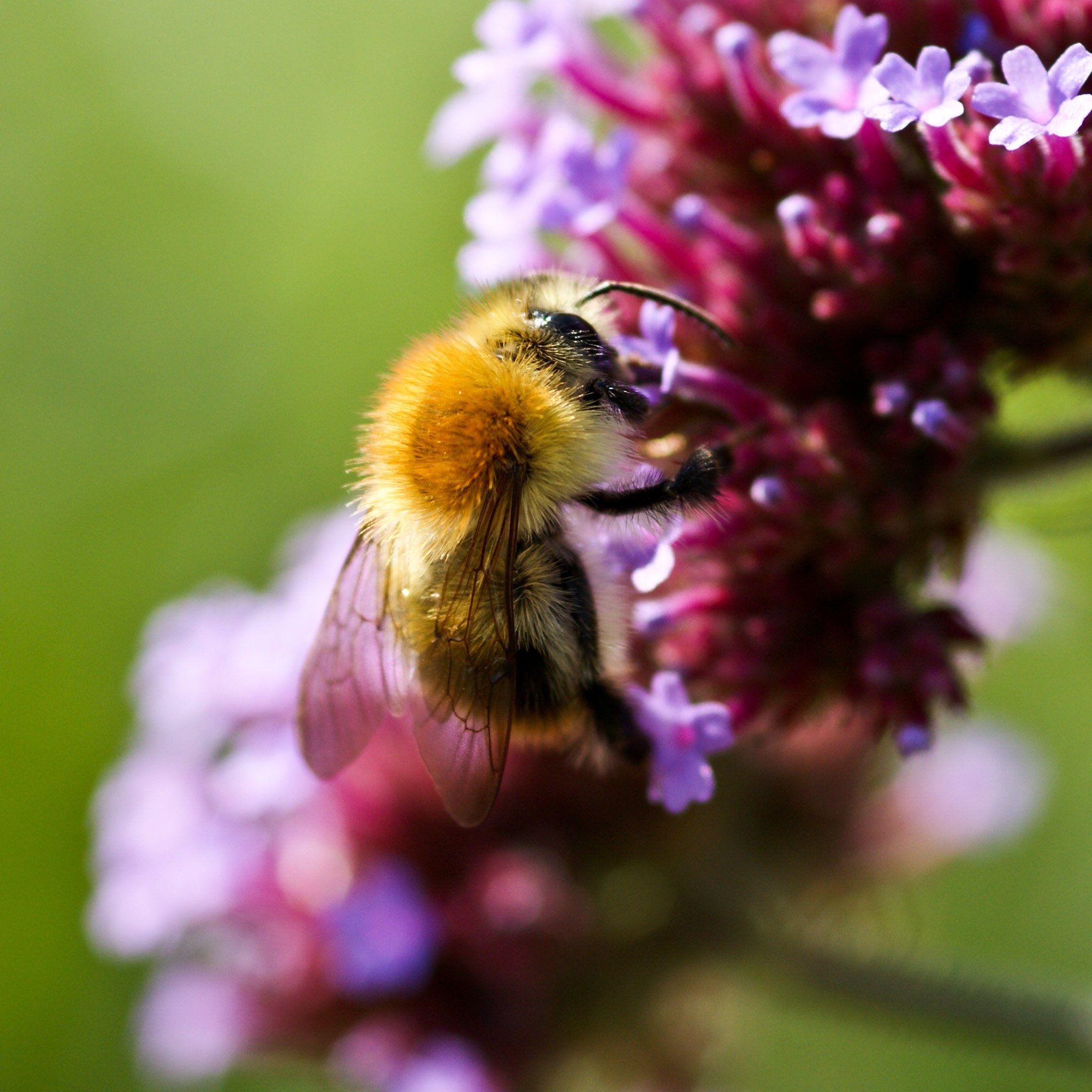 Bee Flower Nature free image download