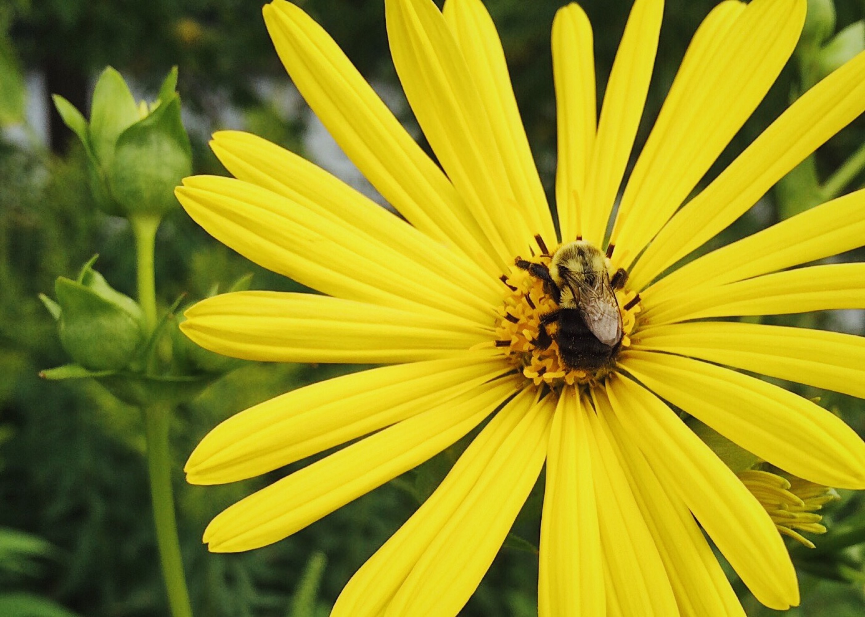 Flower Yellow Bee free image download