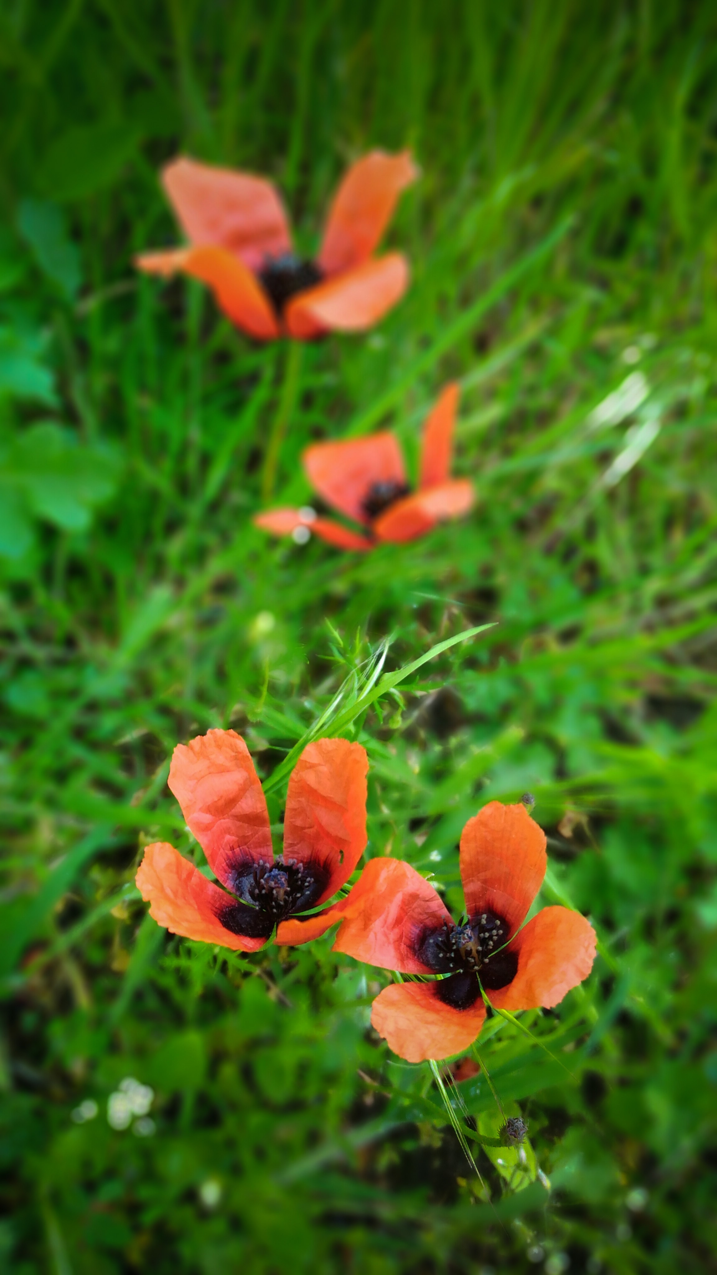 Poppies Meadow Red free image download