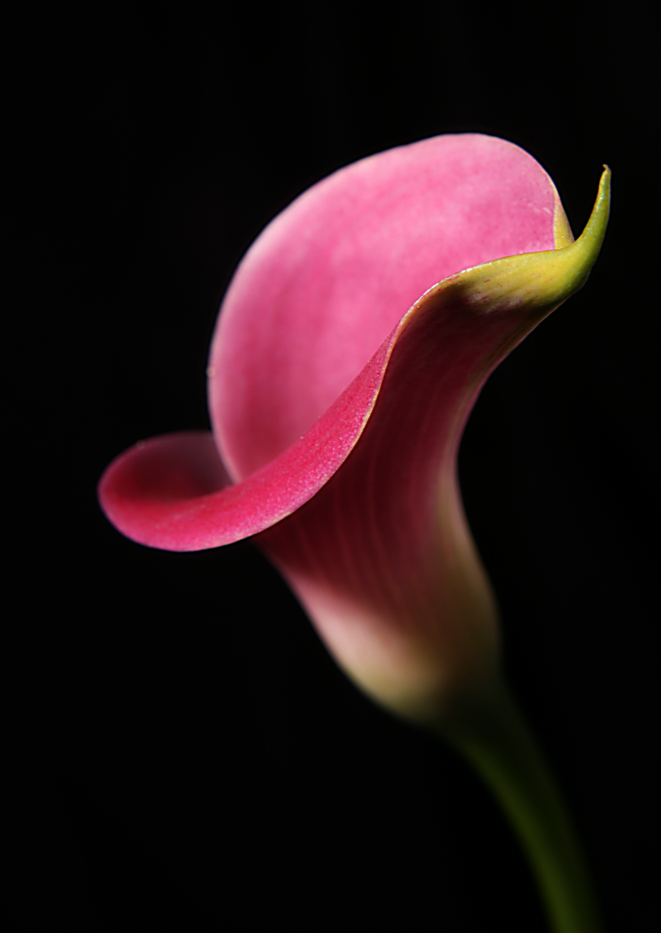 Color Nature Flower free image download