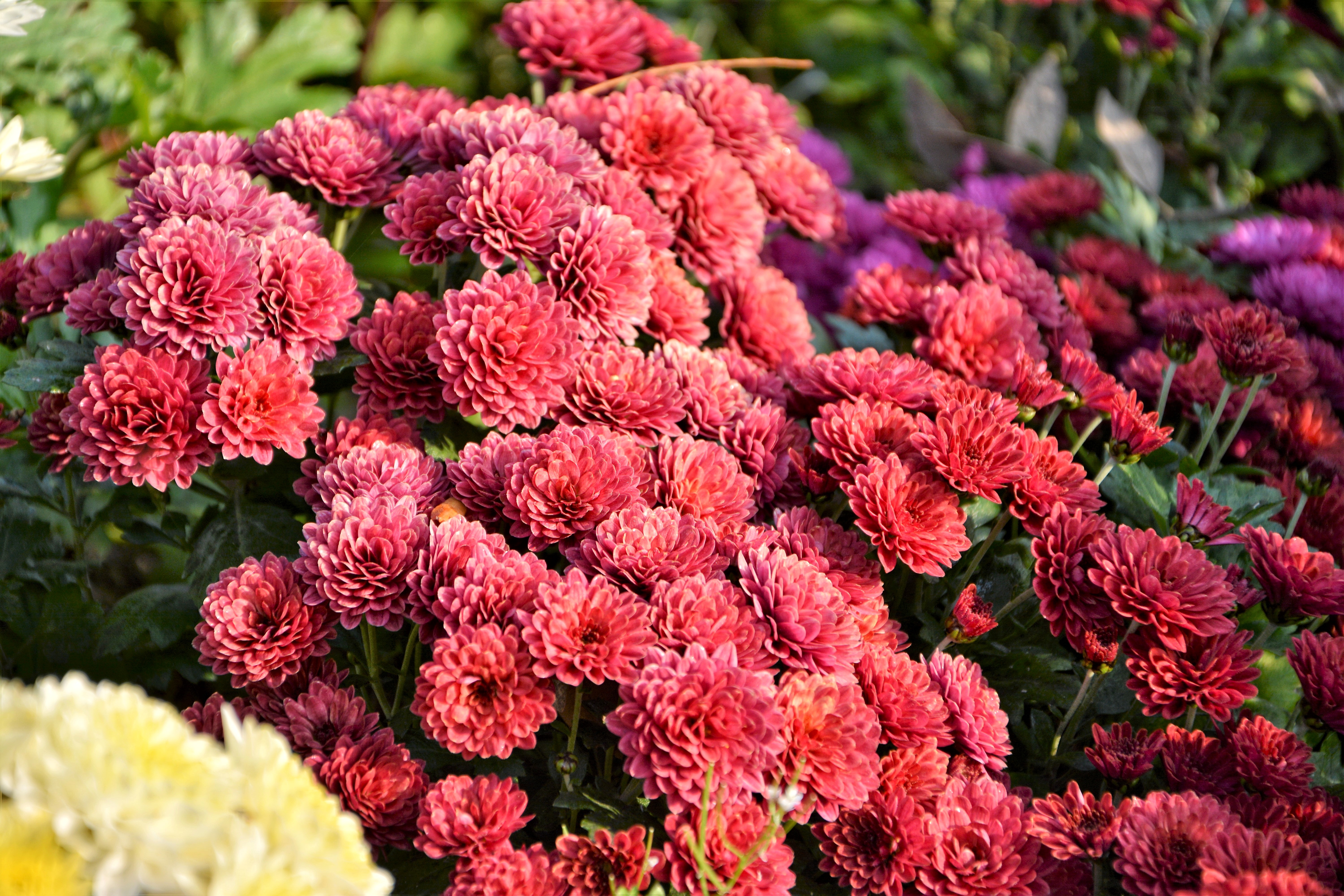 Flower Chichewa Live Vivid Color free image download