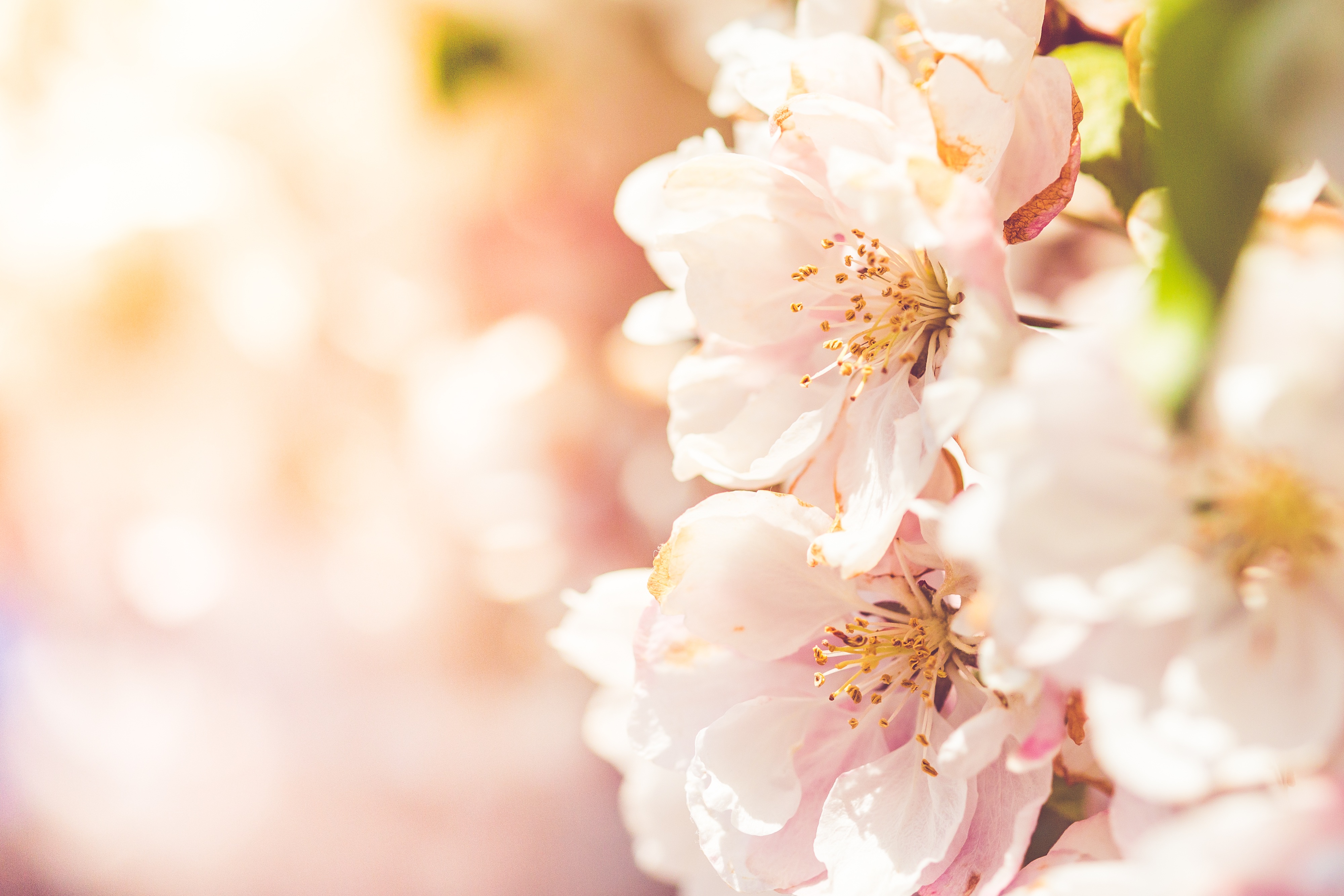 Flower Nature Cherry free image download