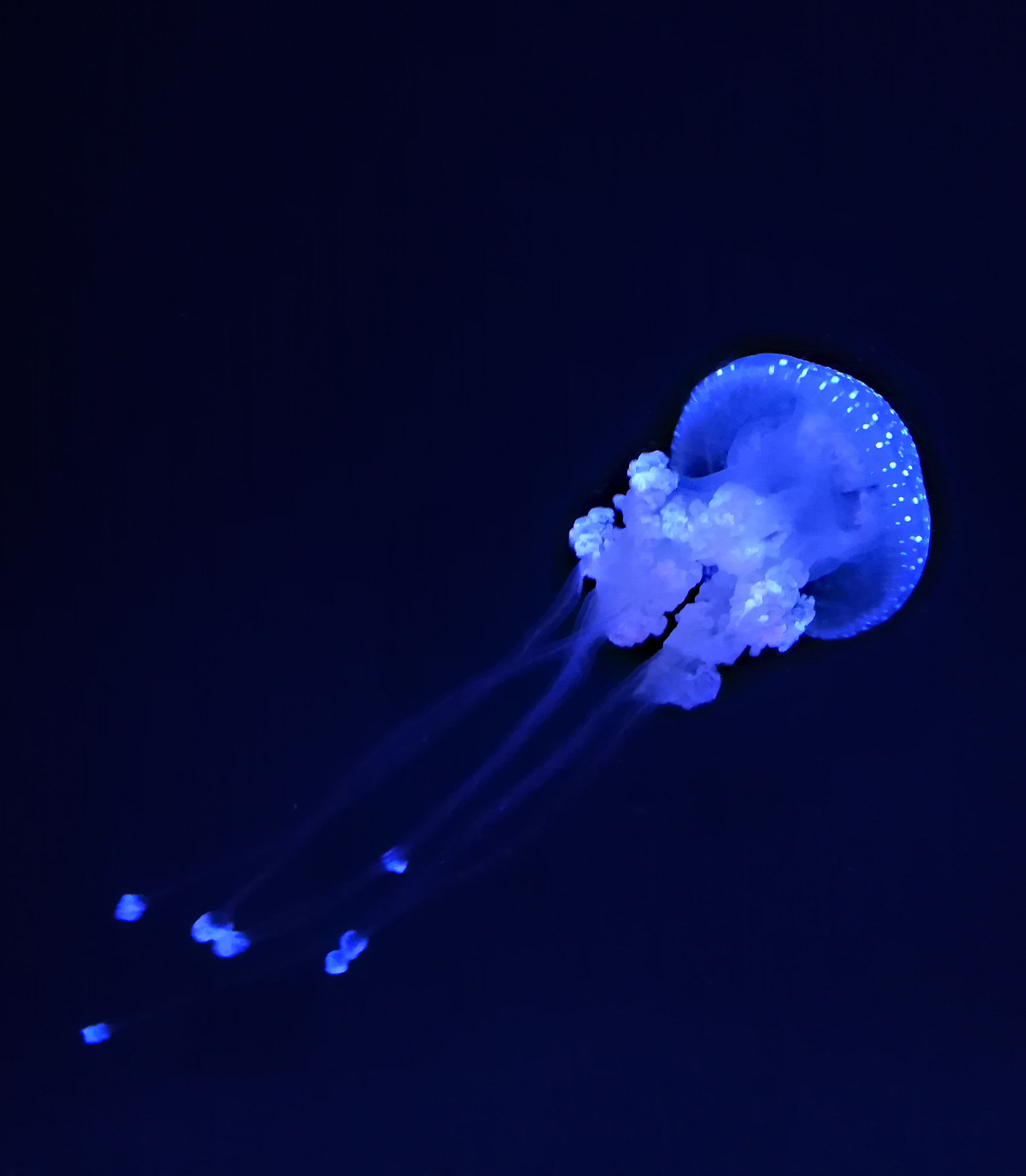 A beautiful blue jellyfish at the oceanarium free image download