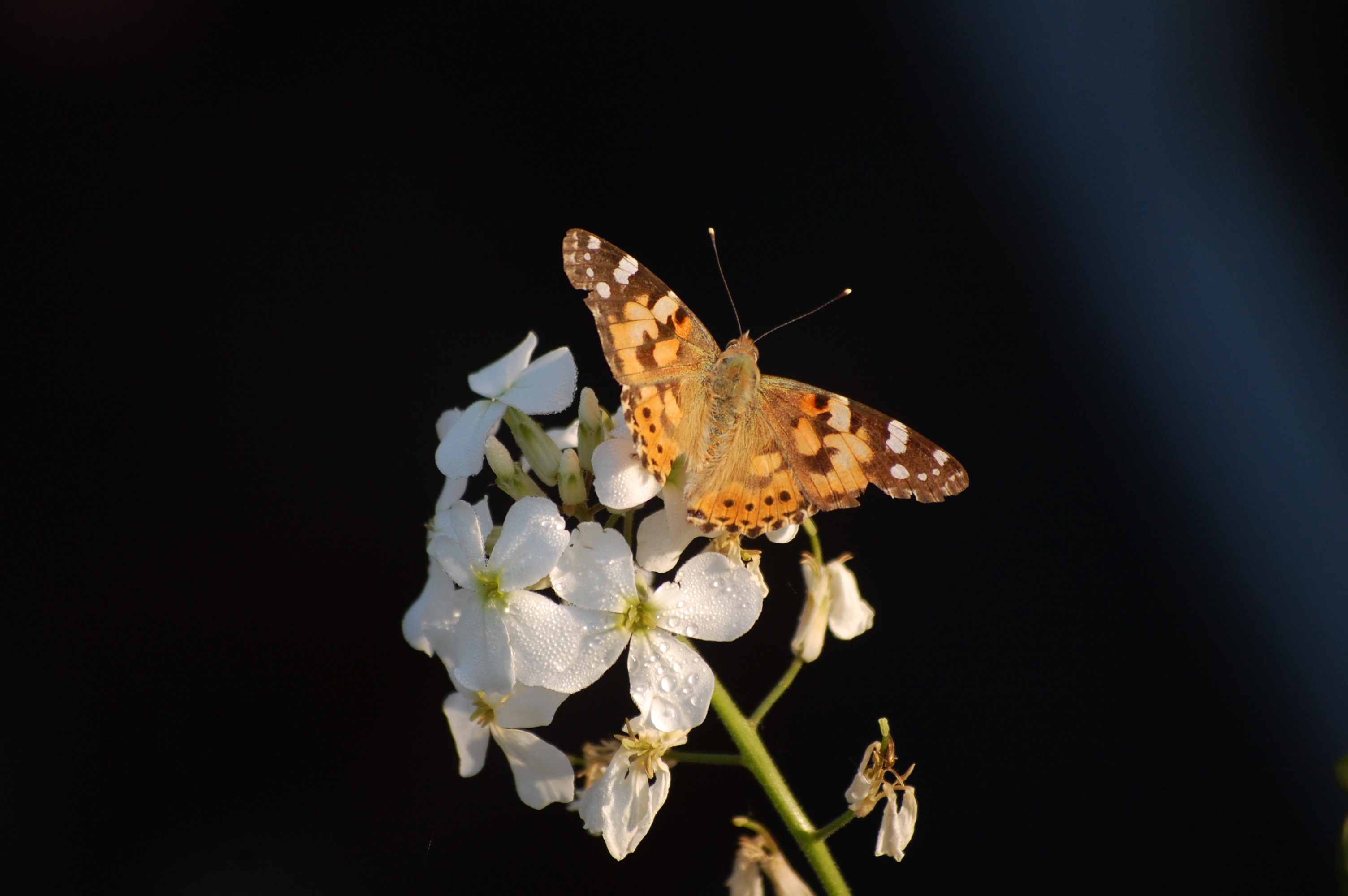 Butterfly Blossom Bloom free image download
