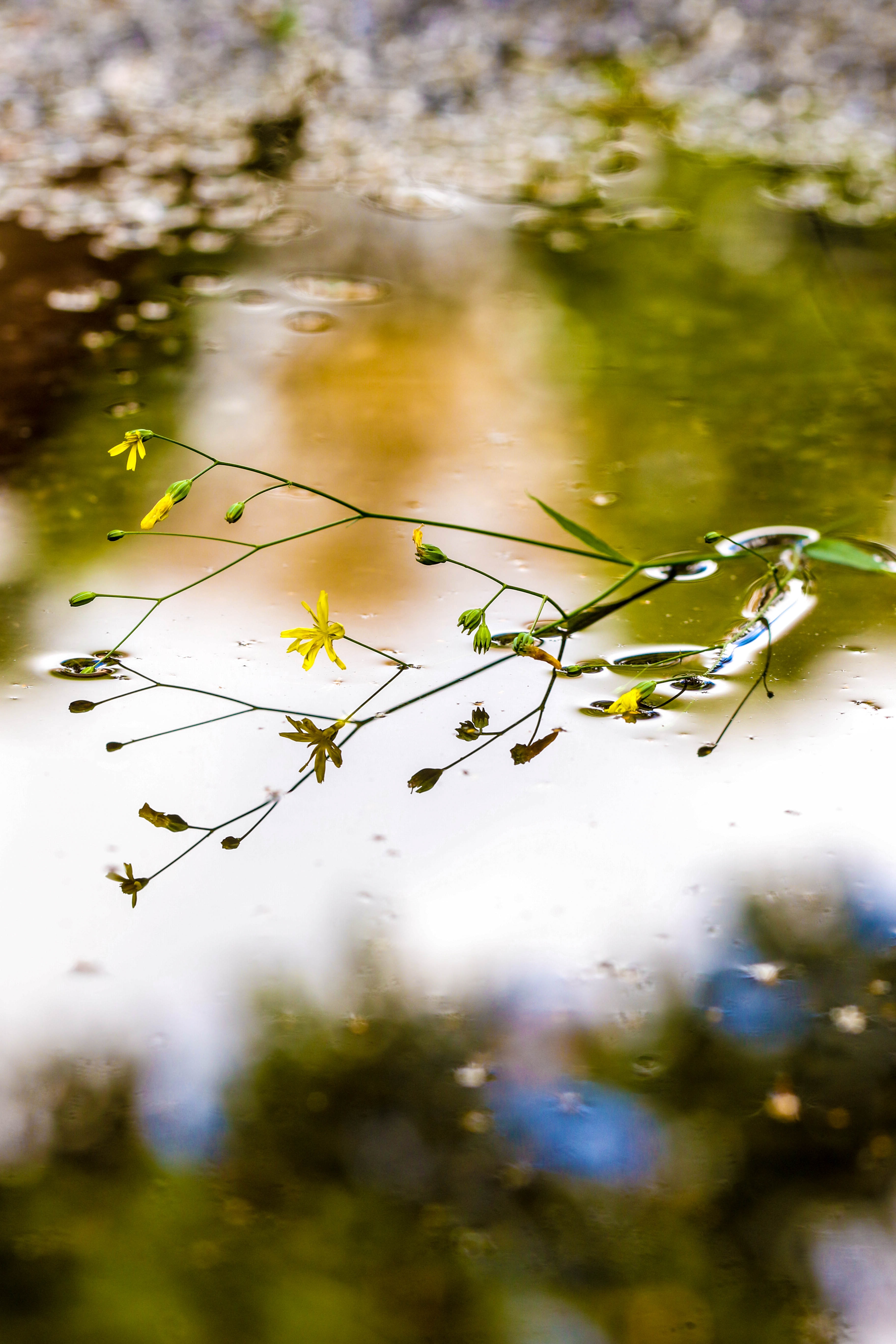 Puddle Mud Flower free image download