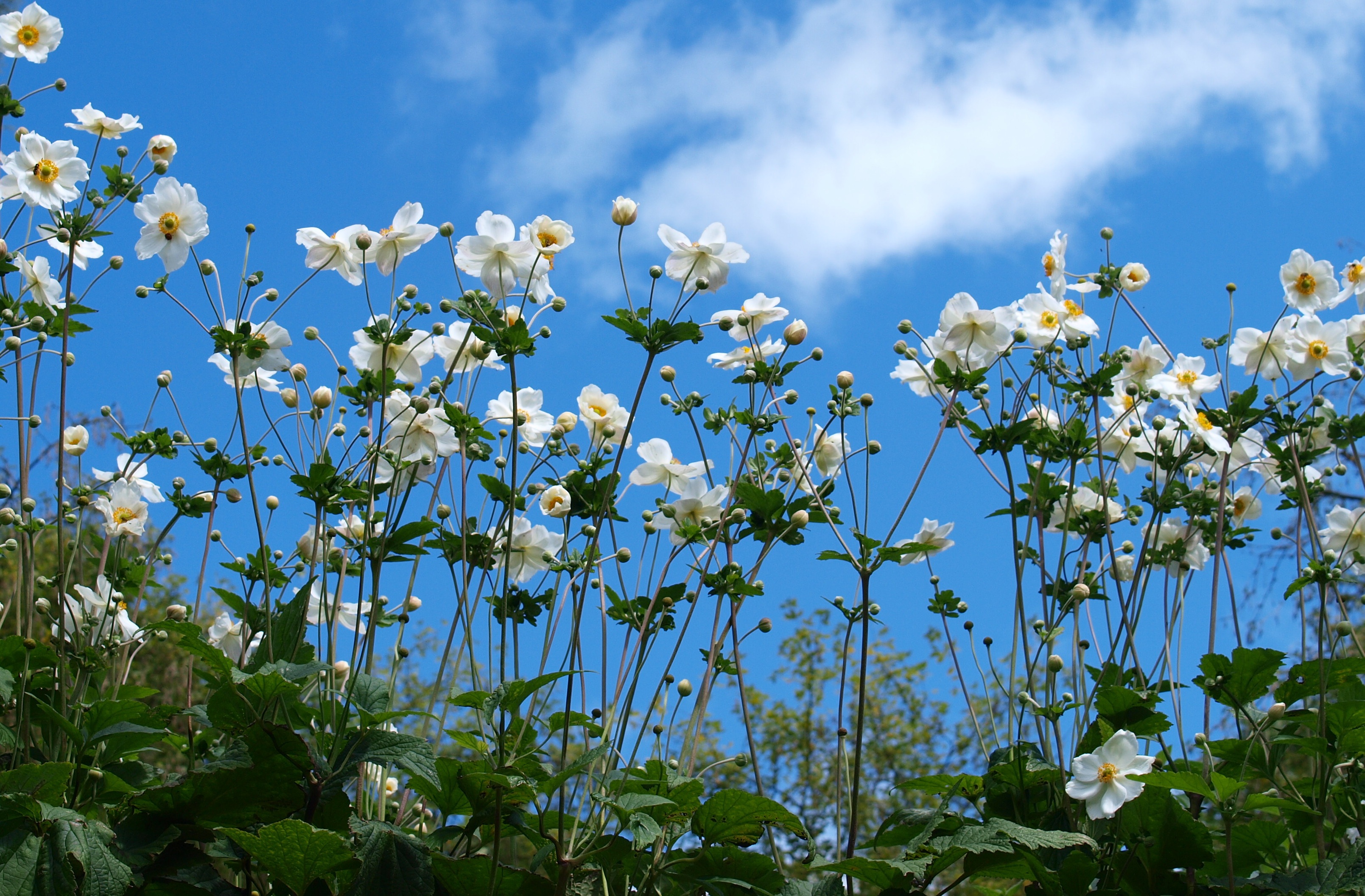 Flower Flora Nature free image download