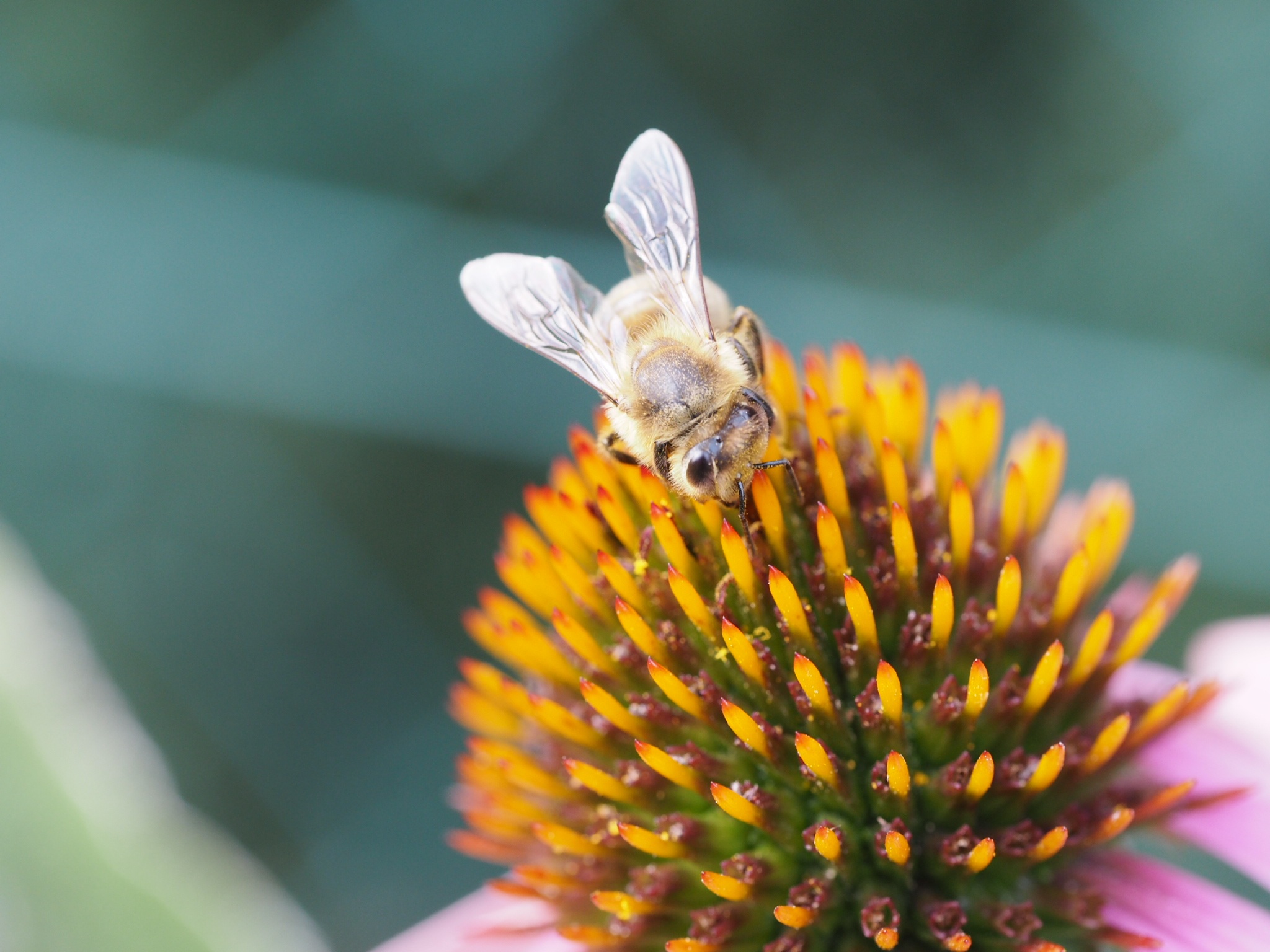 Bee Blossom Bloom free image download