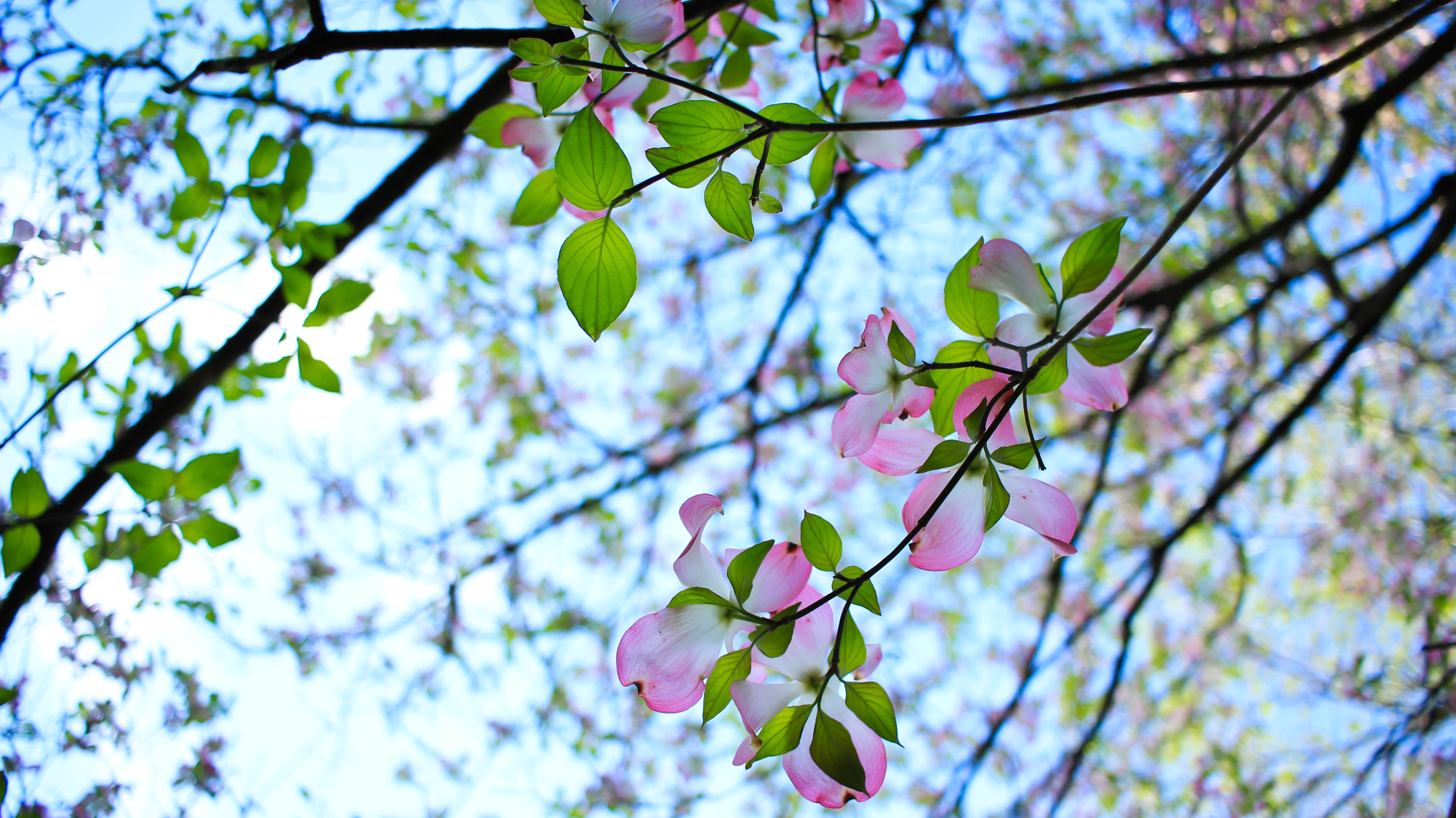 Flowers Tree Blossom free image download