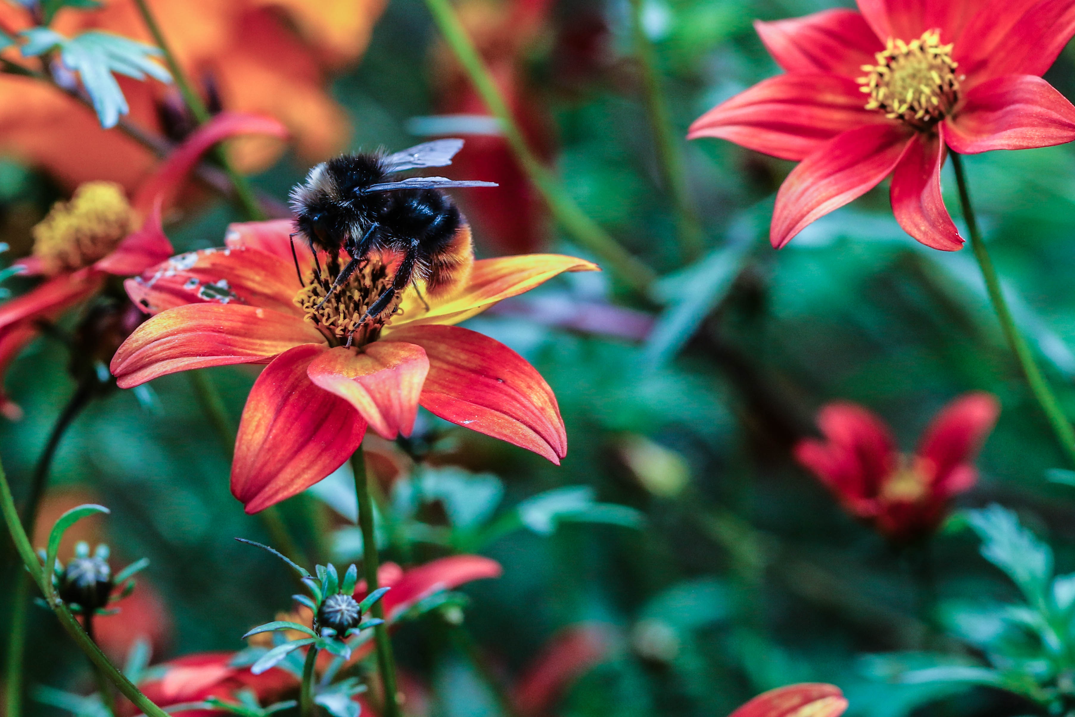 Flower Bumble Bee Insect Garden free image download