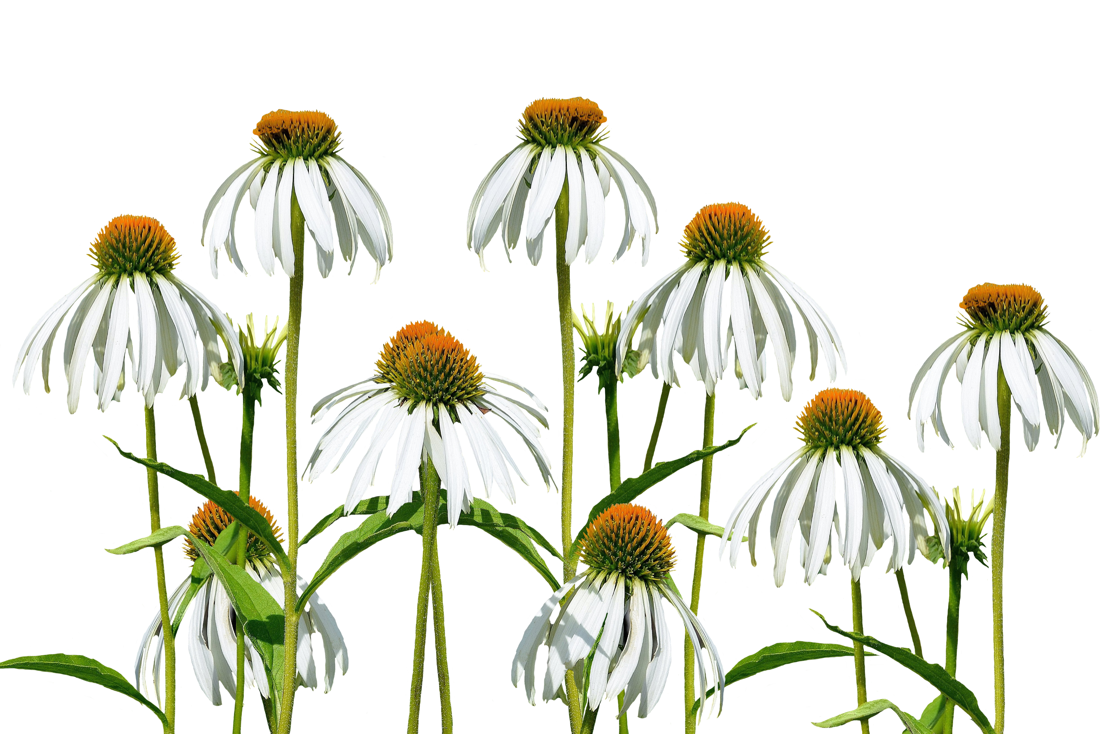 Flower Meadow Flowers Wild free image download