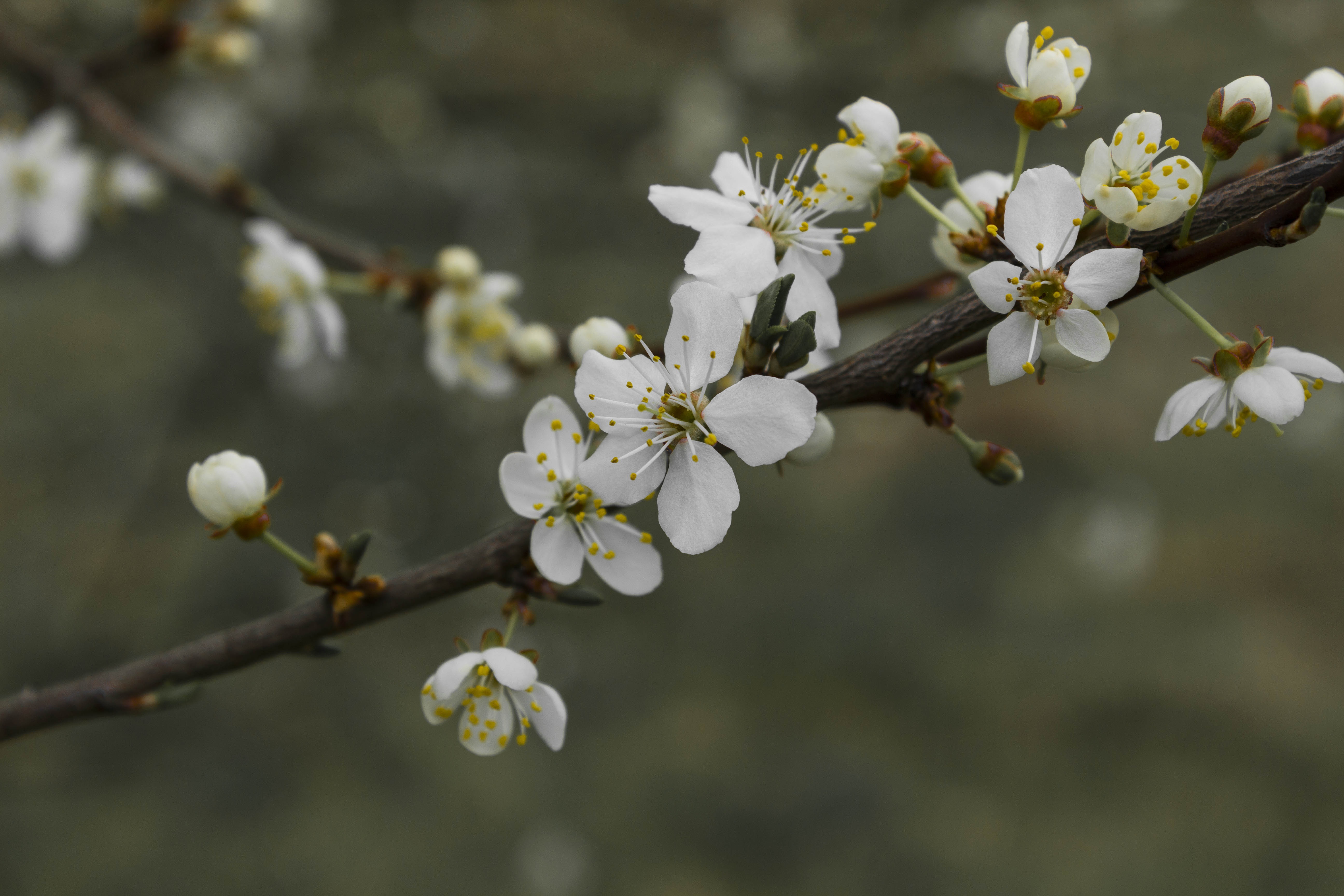 Tree Flower Branch free image download