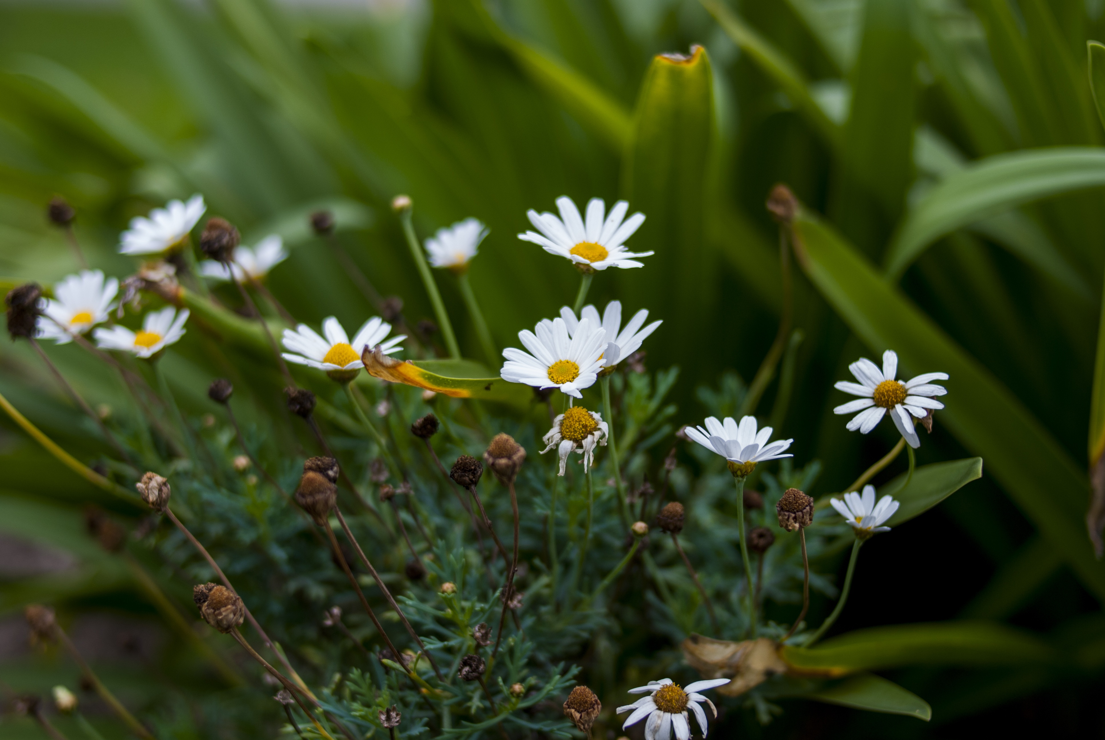 Nature Flower Plant free image download