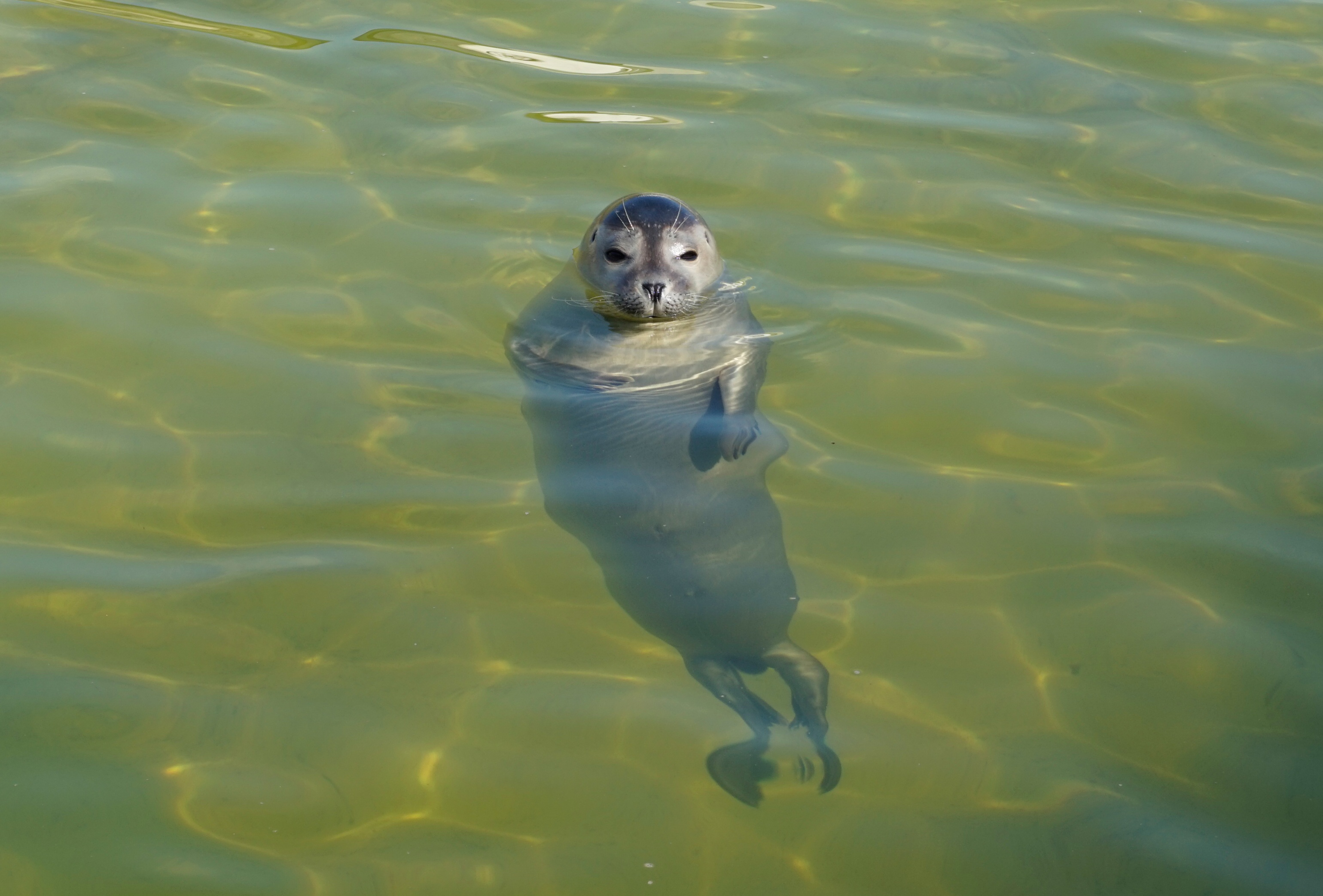 Waters Swim Nature Animal free image download