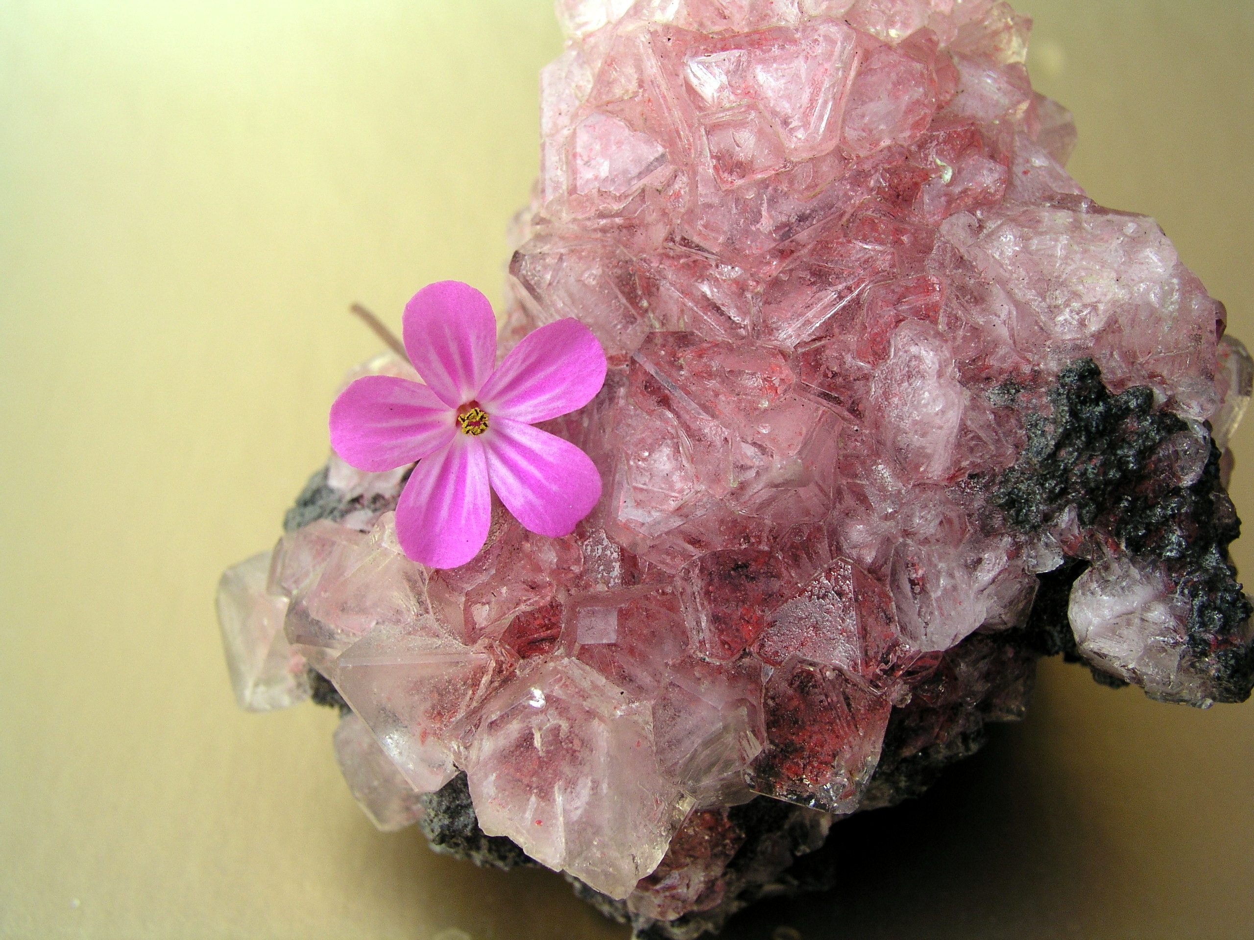Crystal Still Life Flower free image download