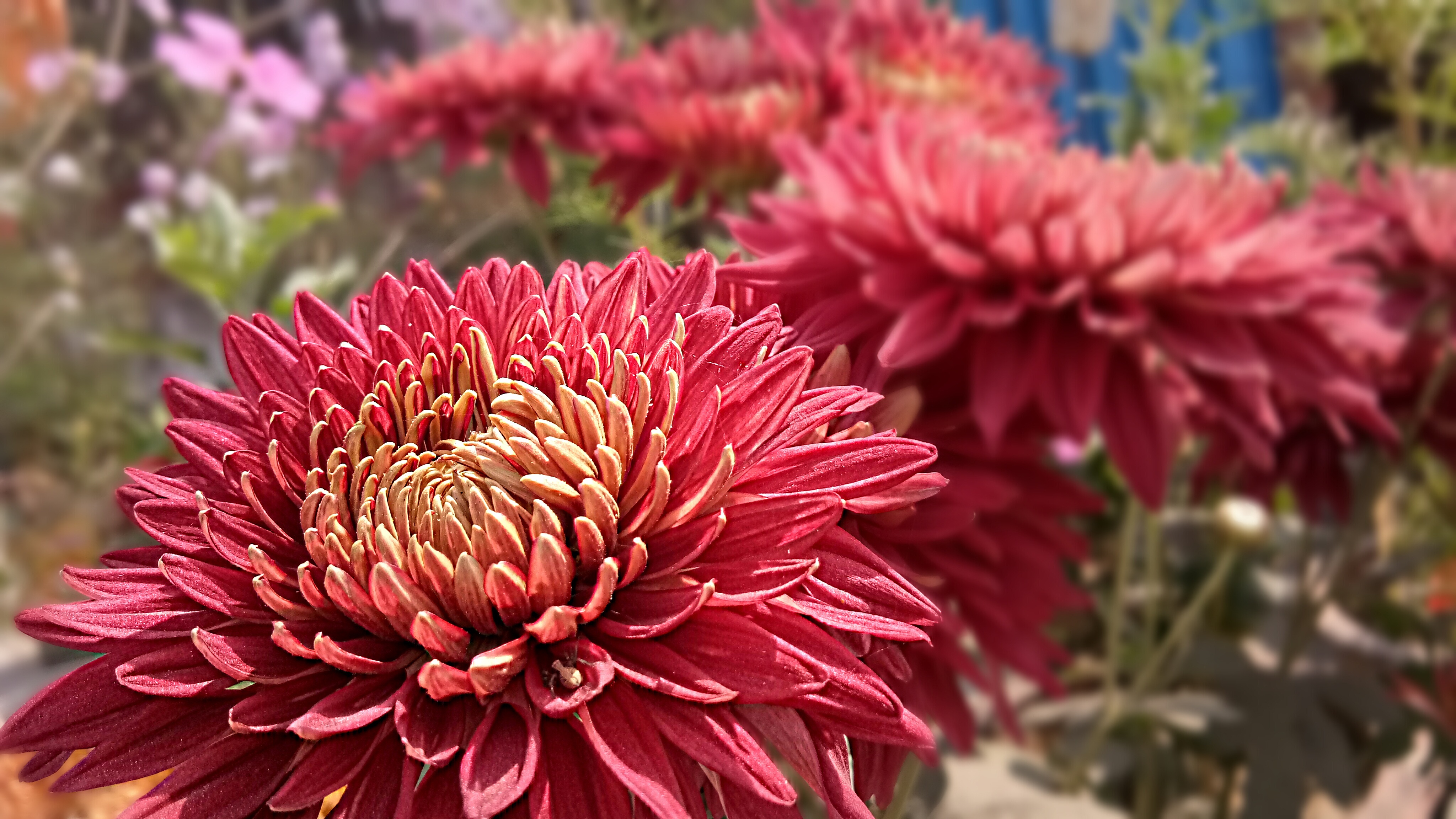 Nature Flower Flora free image download