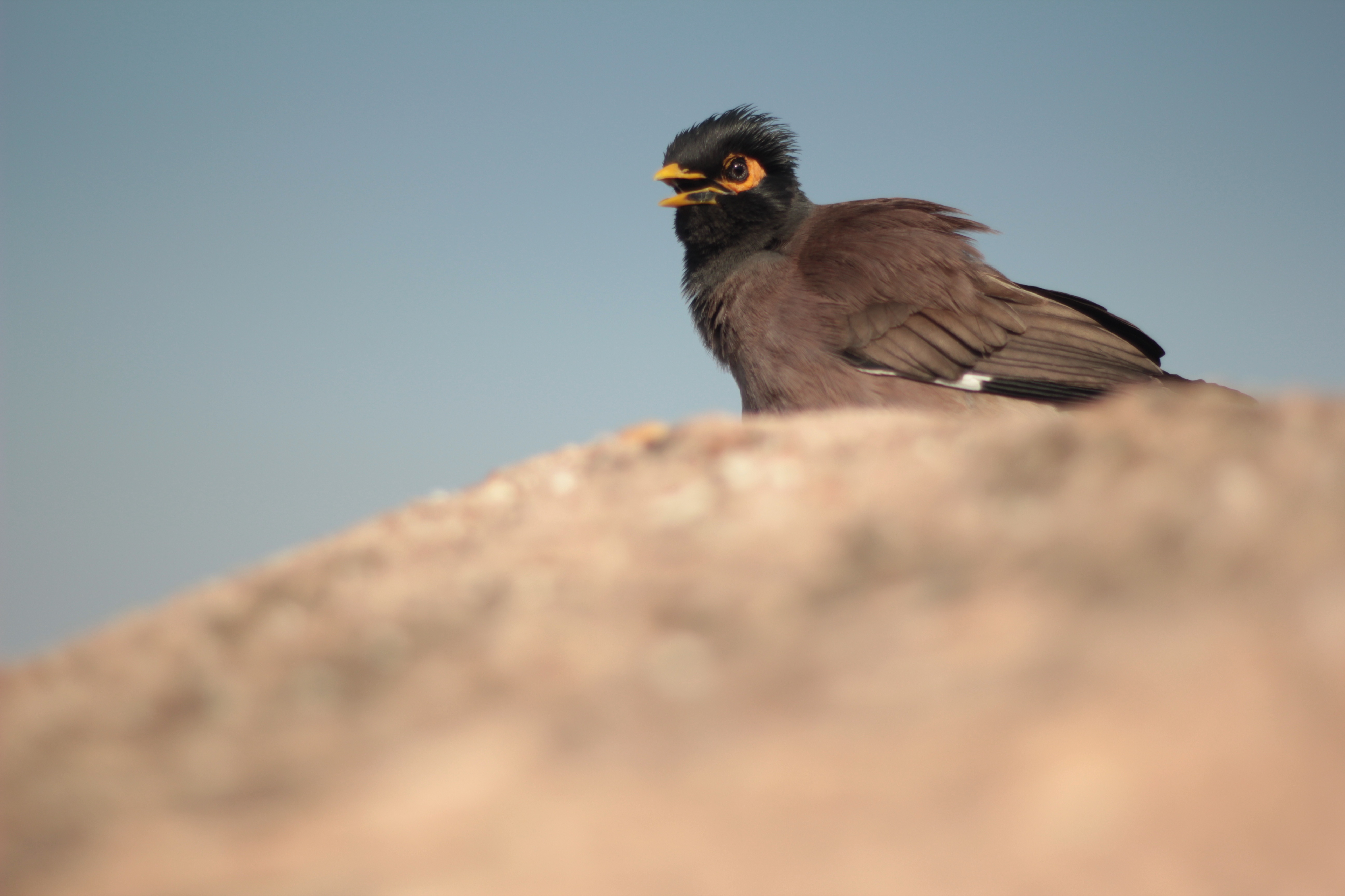 Yellow and black Myna Eyes Bird free image download
