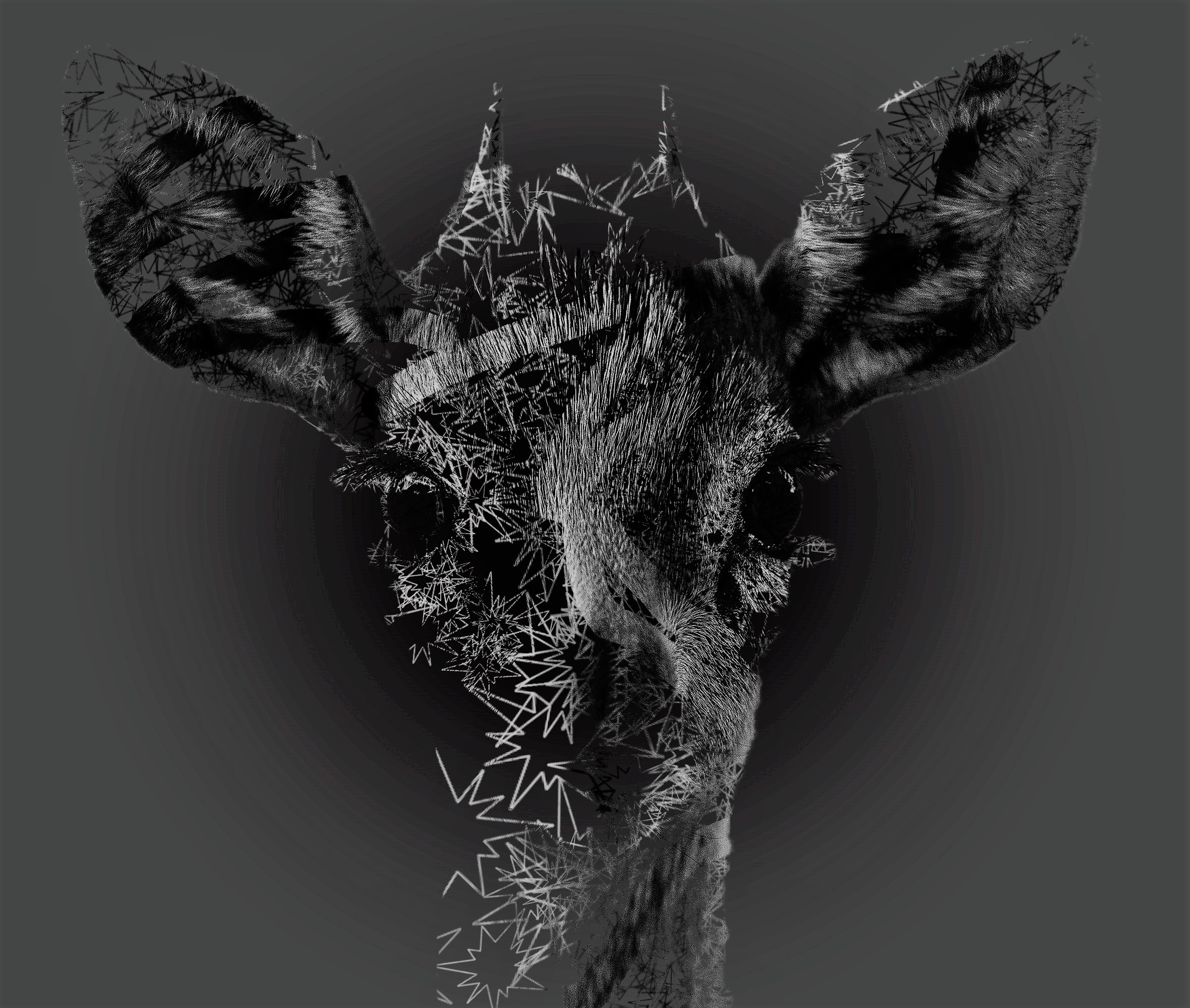 Nature Wildlife free image download