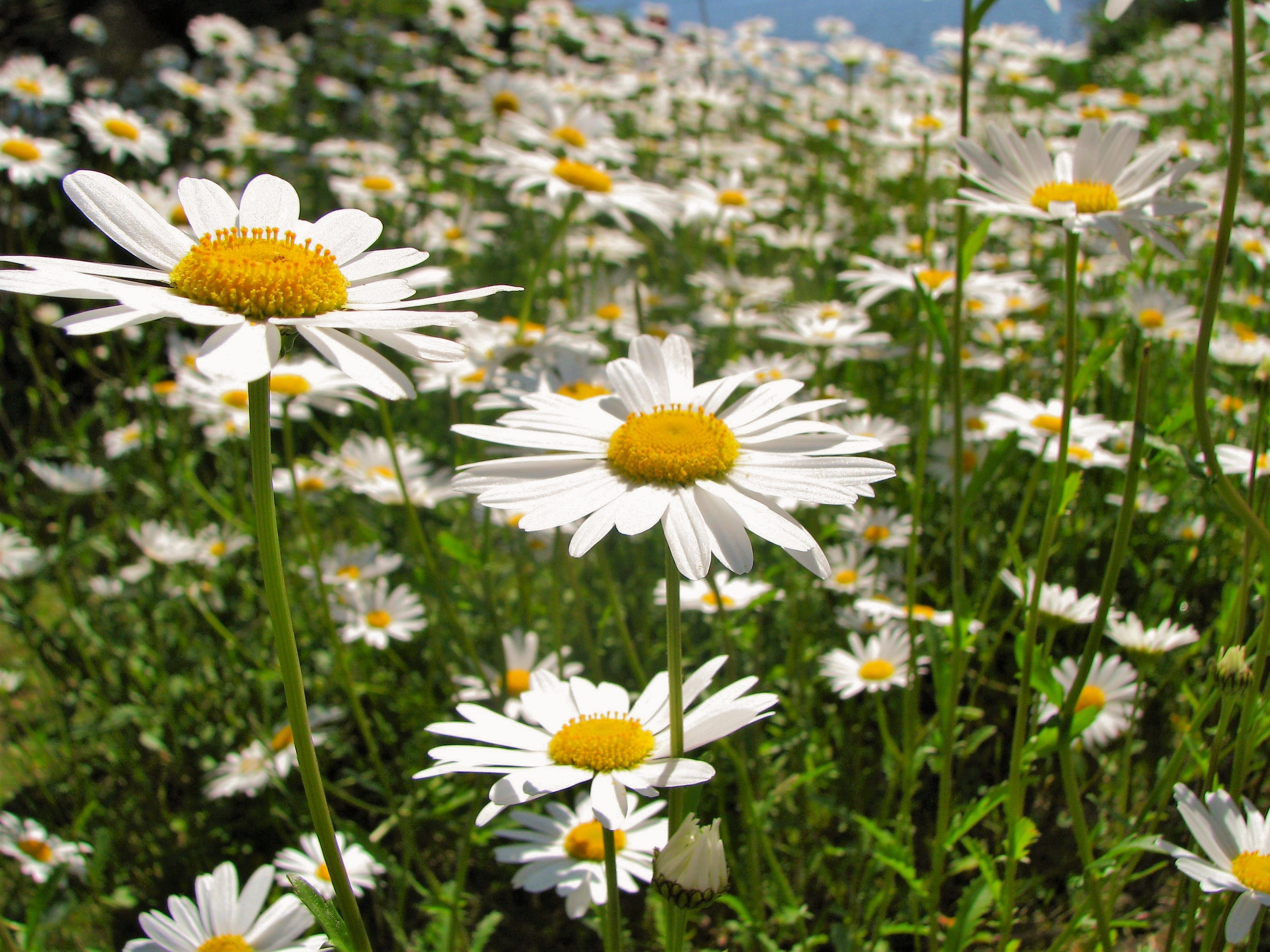Daisy Flower Nature free image download