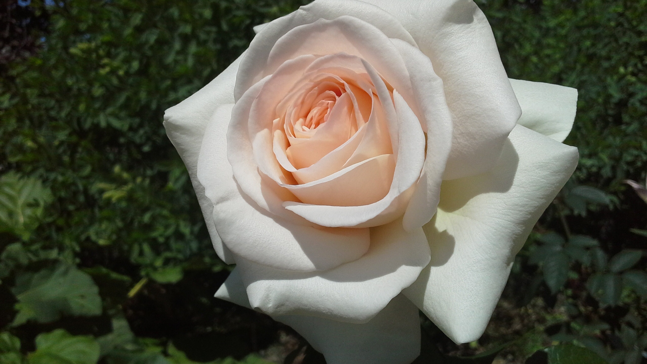 Flower Rose Nature free image download