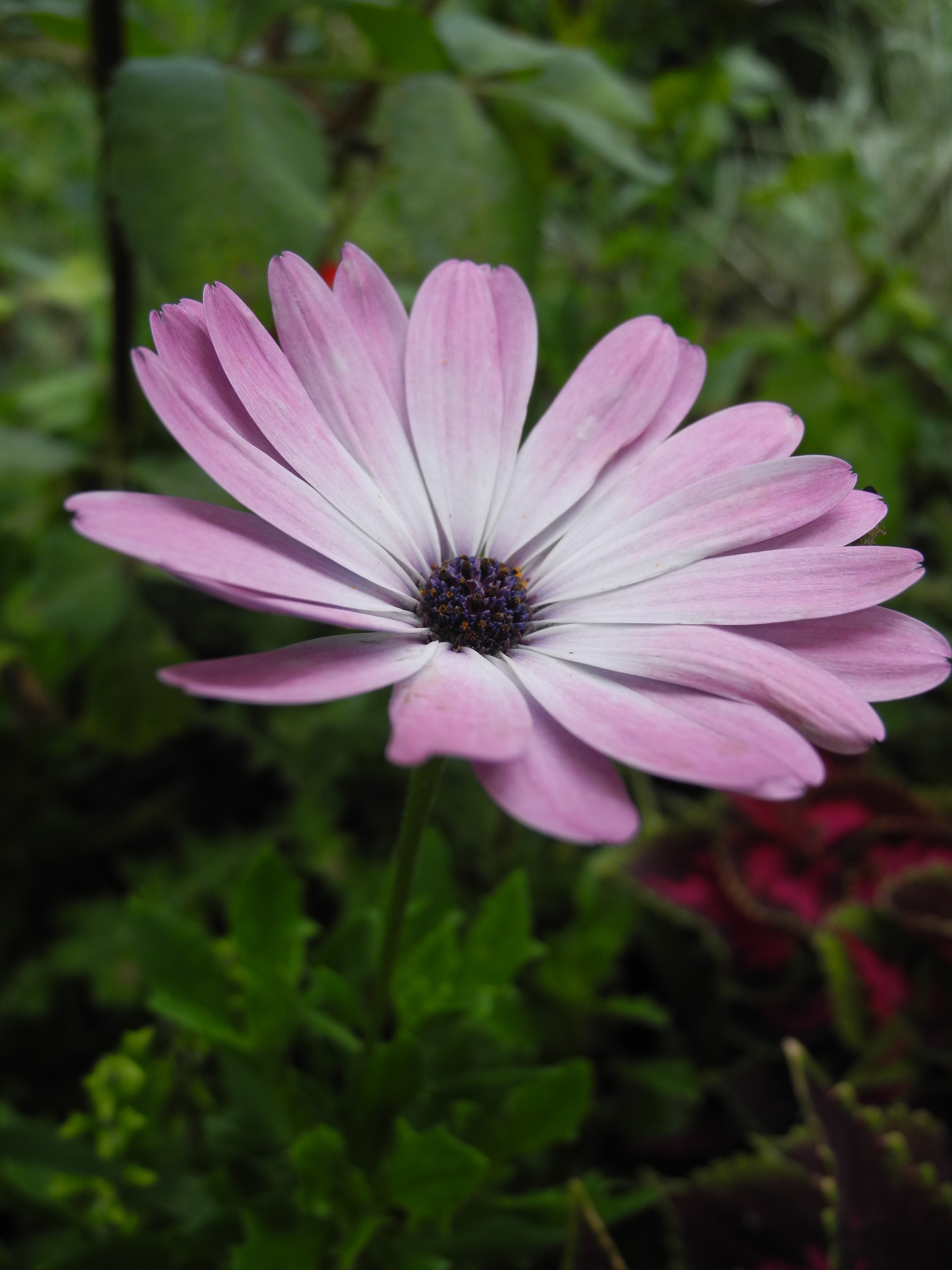 Pink Flower Gradient Garden free image download