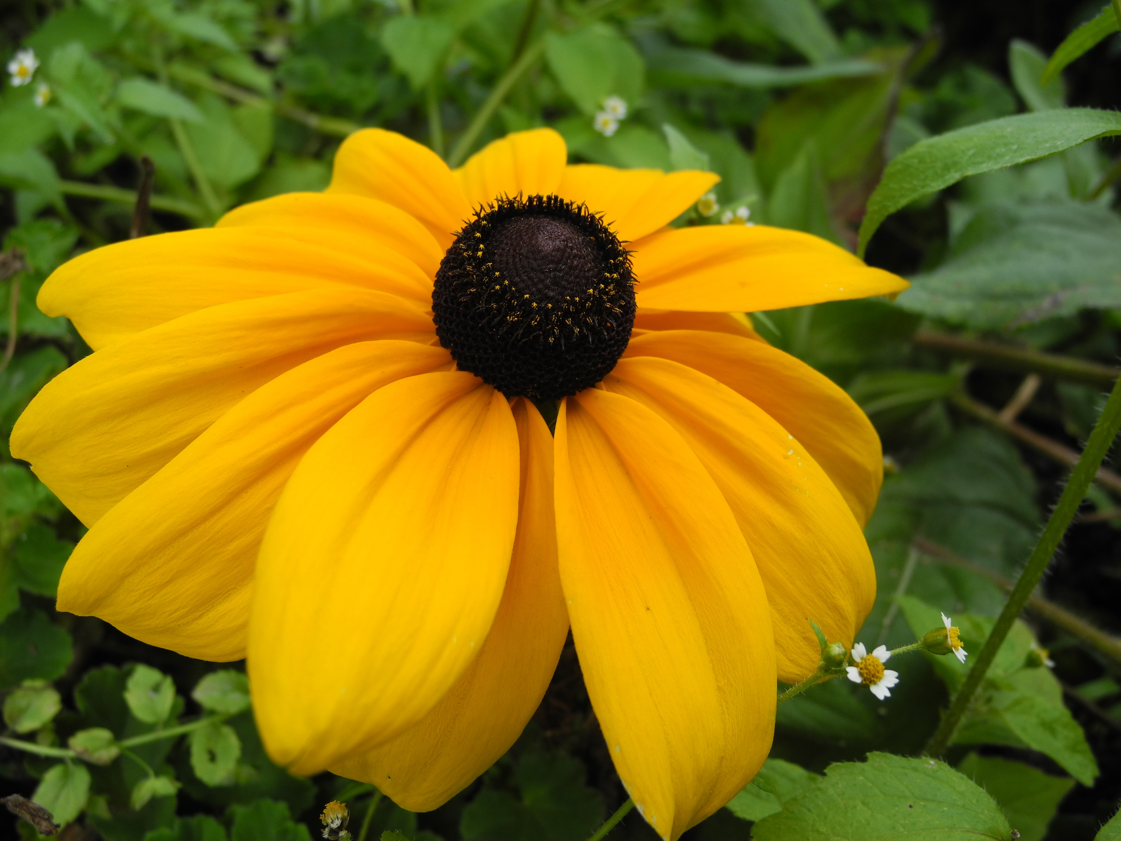 Flower Yellow Petals Garden free image download
