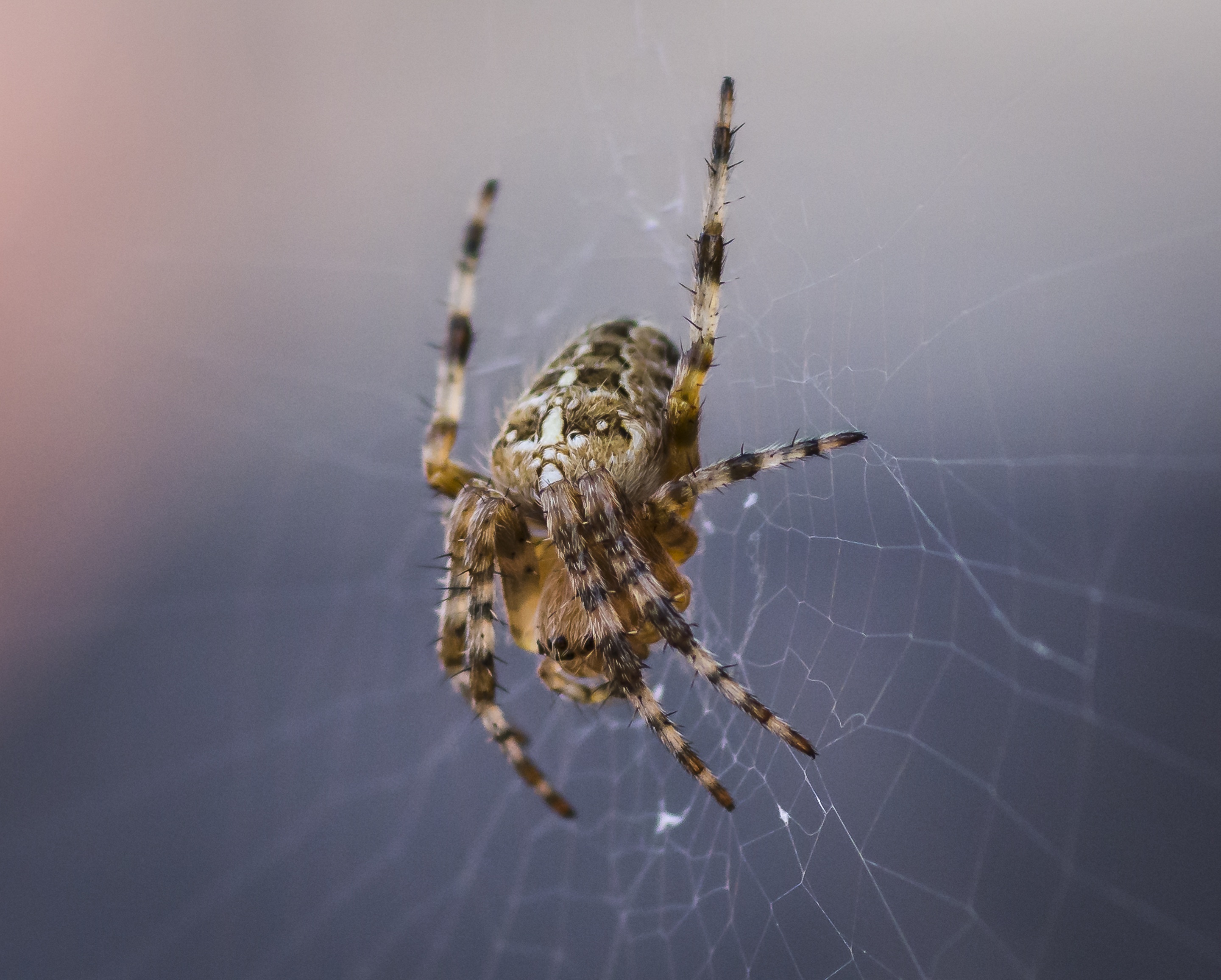 Spider Common Arachnid free image download