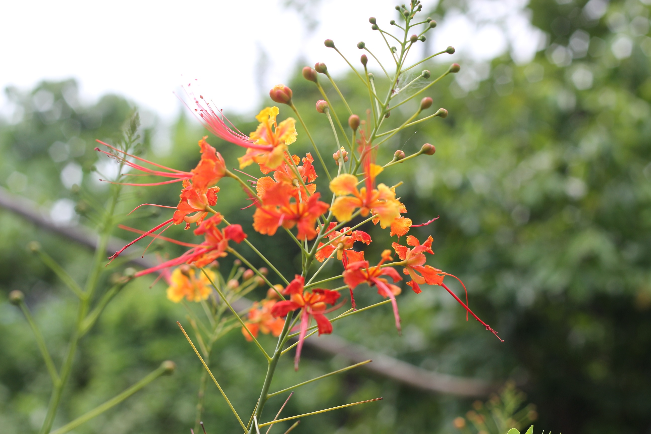 Tree Fire Bloom free image download