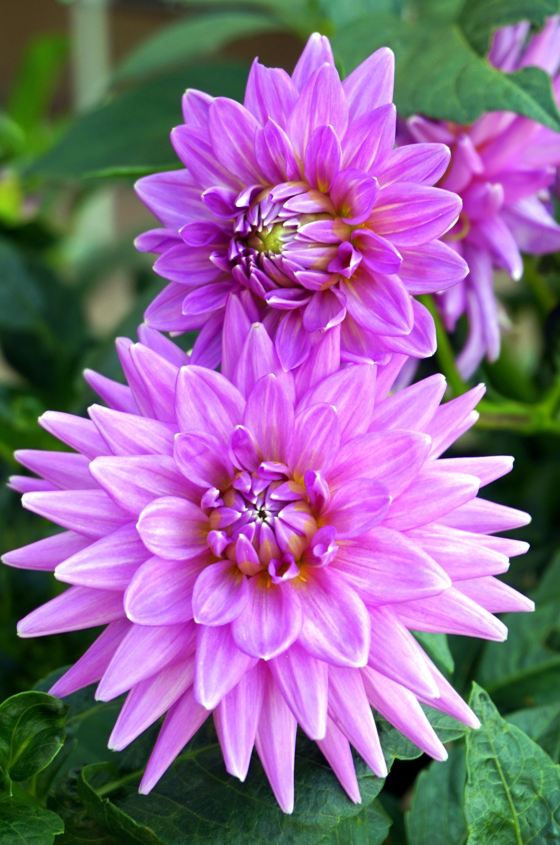 Flower Purple Nature free image download