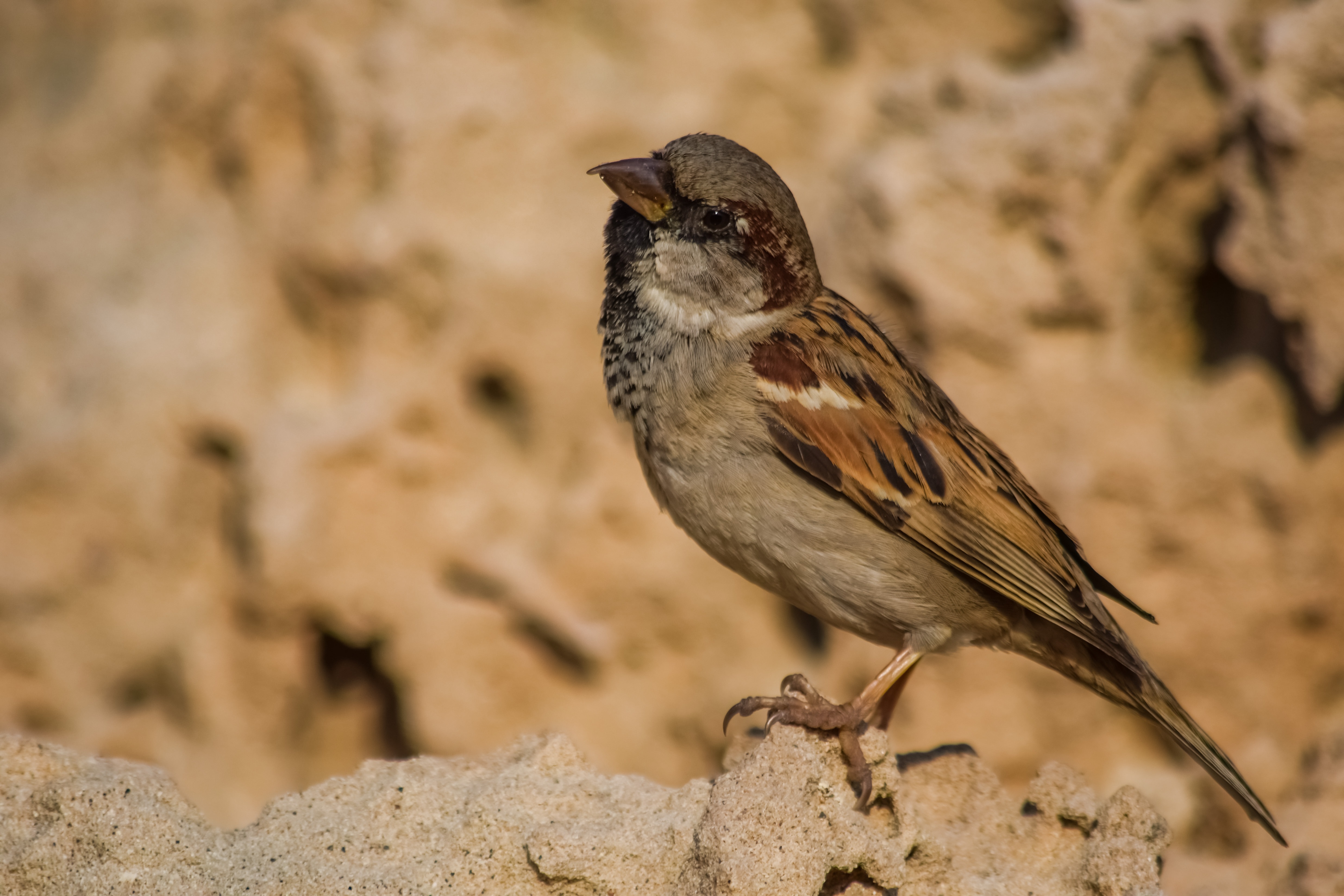 Sparrow Nature Bird free image download