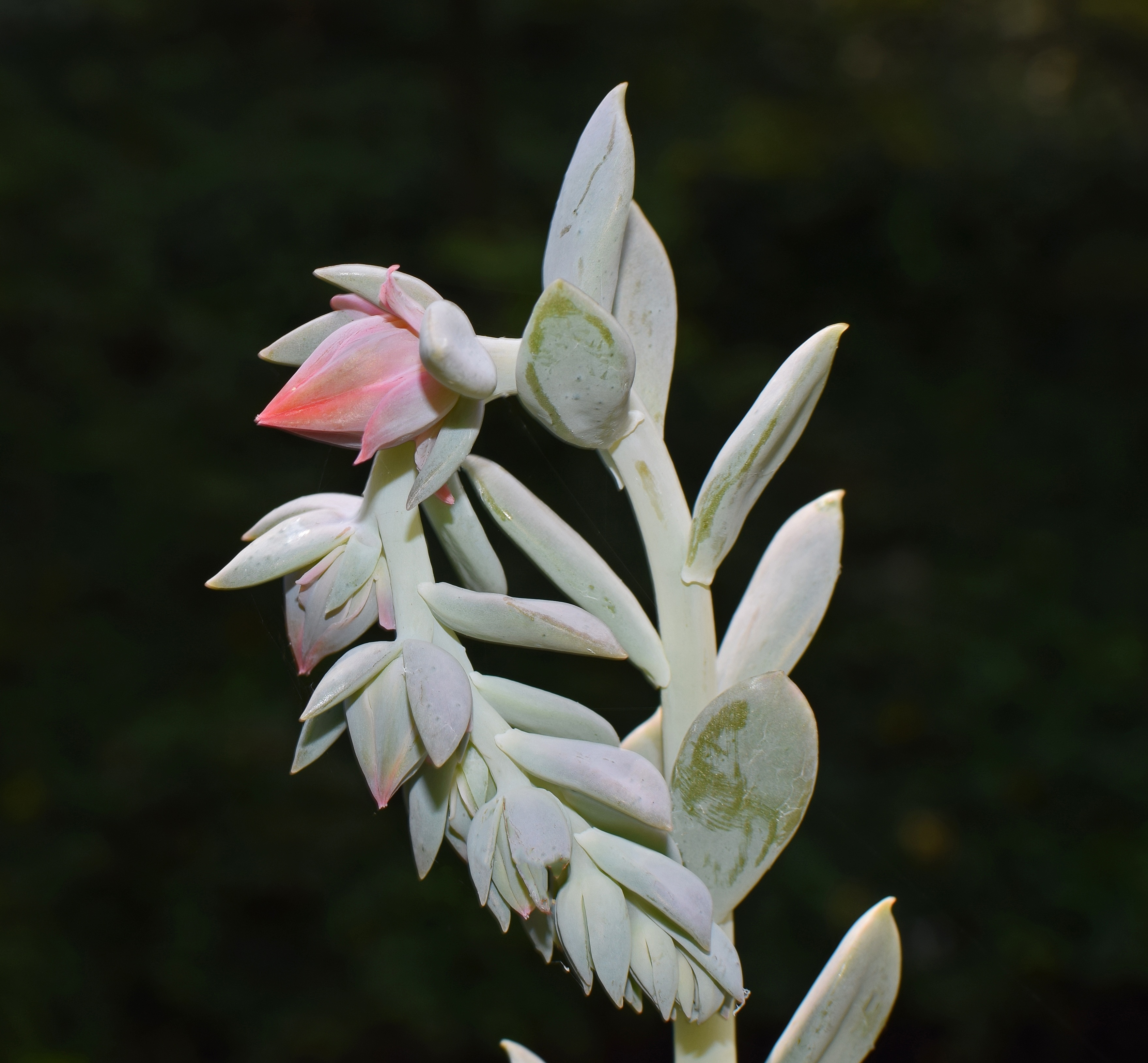 Echeveria Flower Spike Succulent free image download