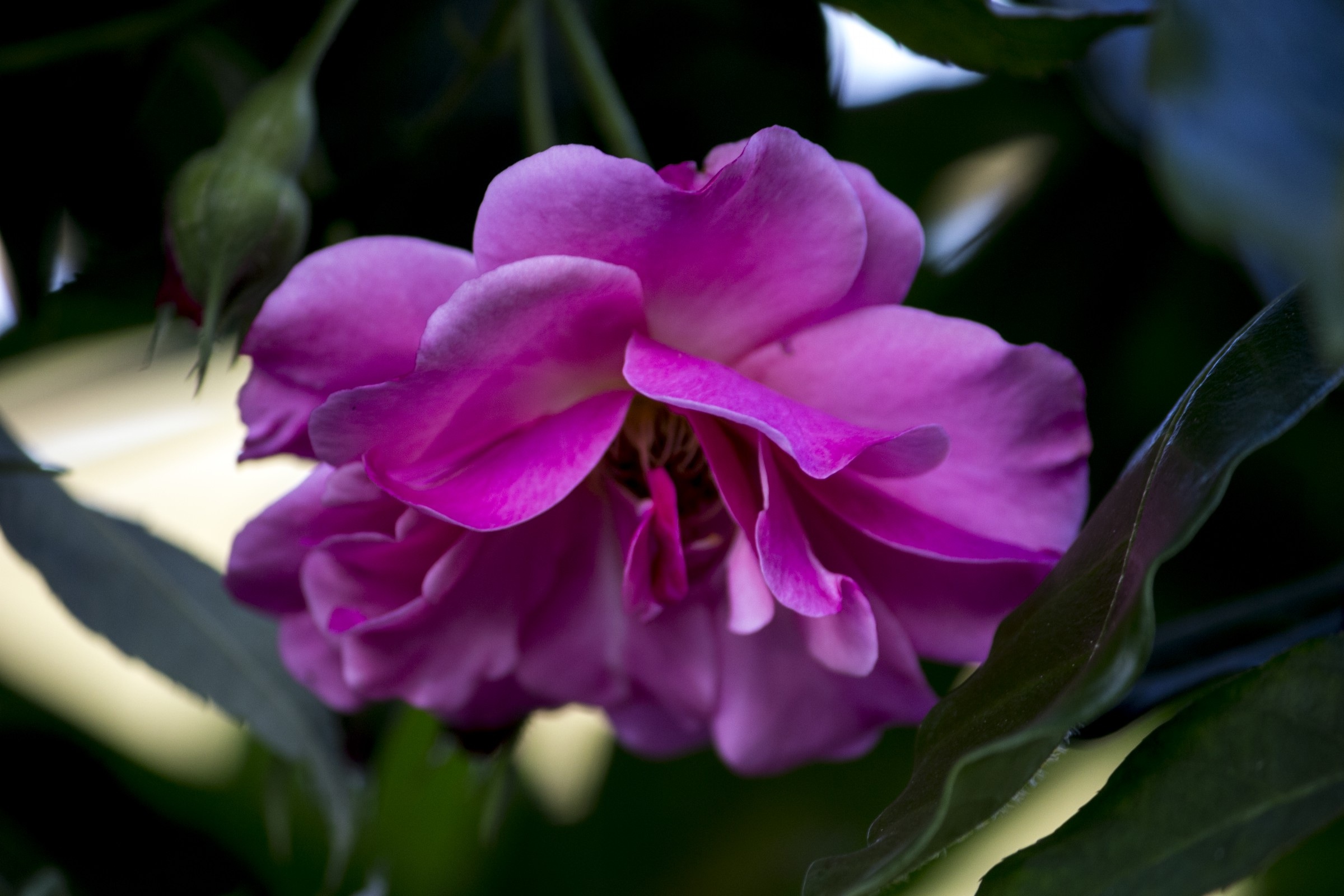 Rosa Spring Garden free image download