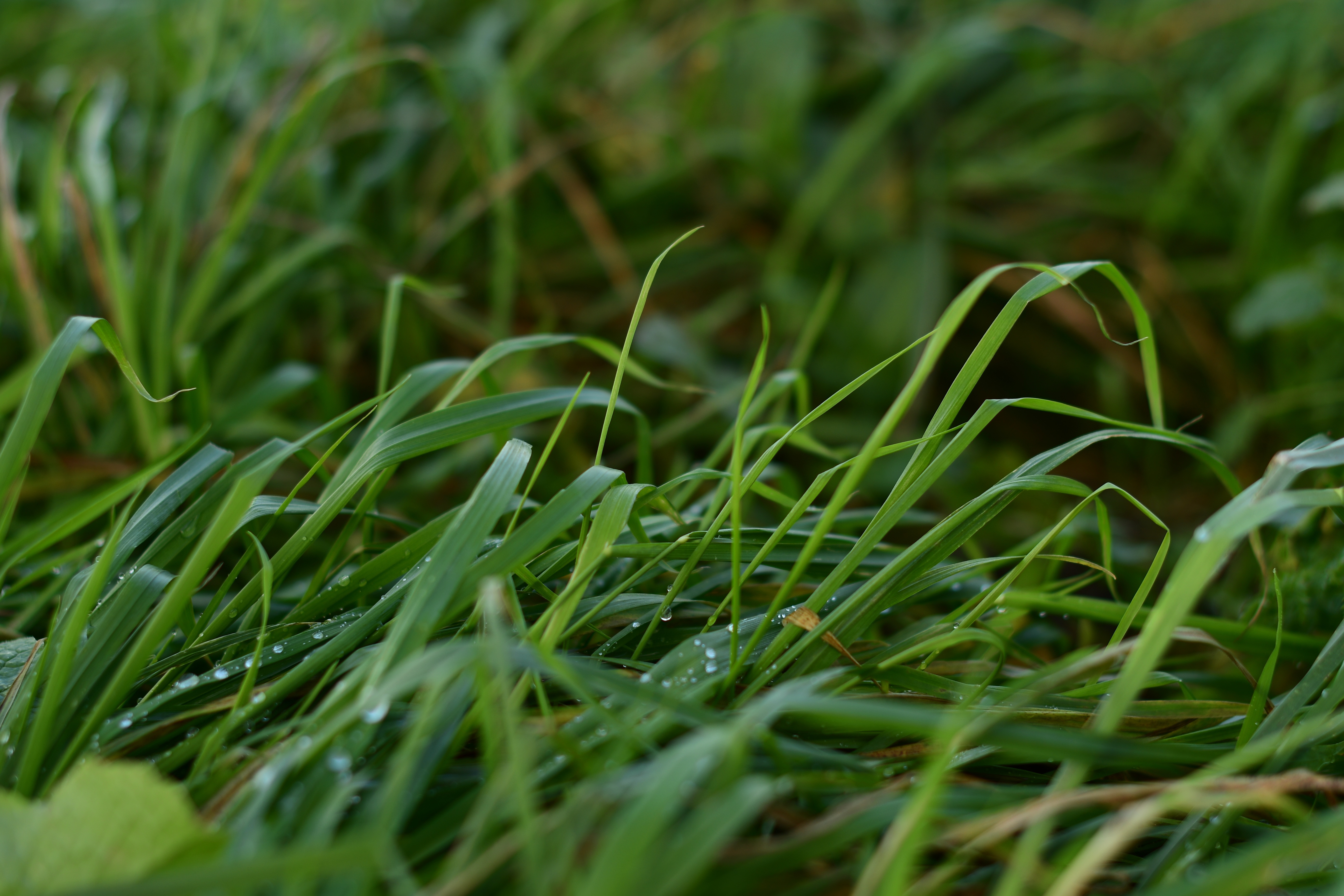 Flora Grass Leaf free image download