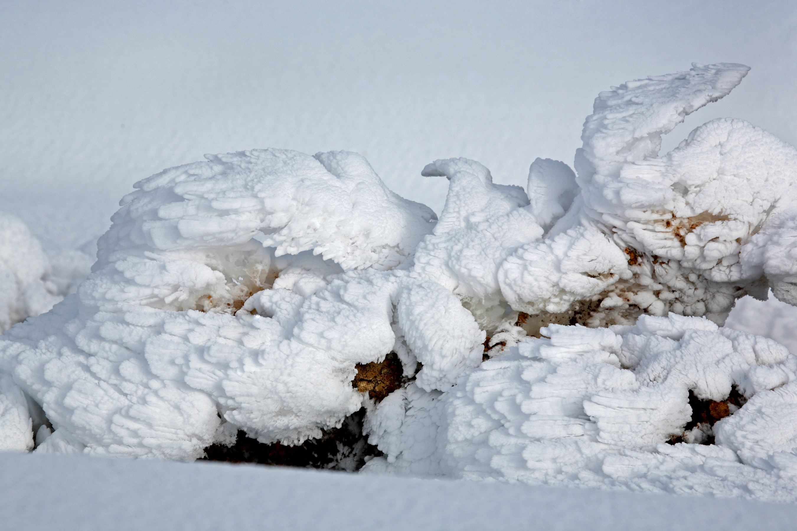 Snow Figures Dove Wings free image download