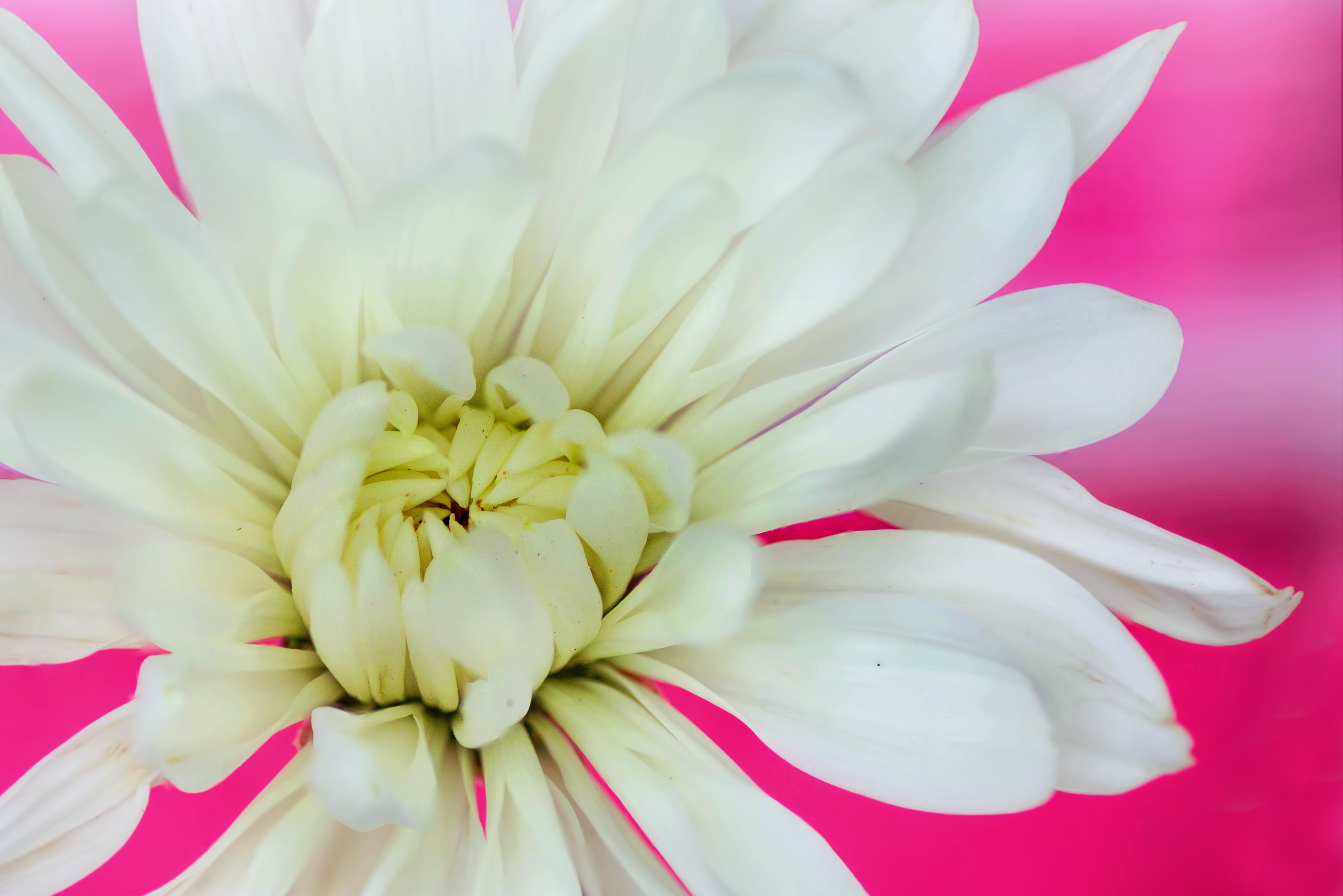 Flower Nature Flora free image download