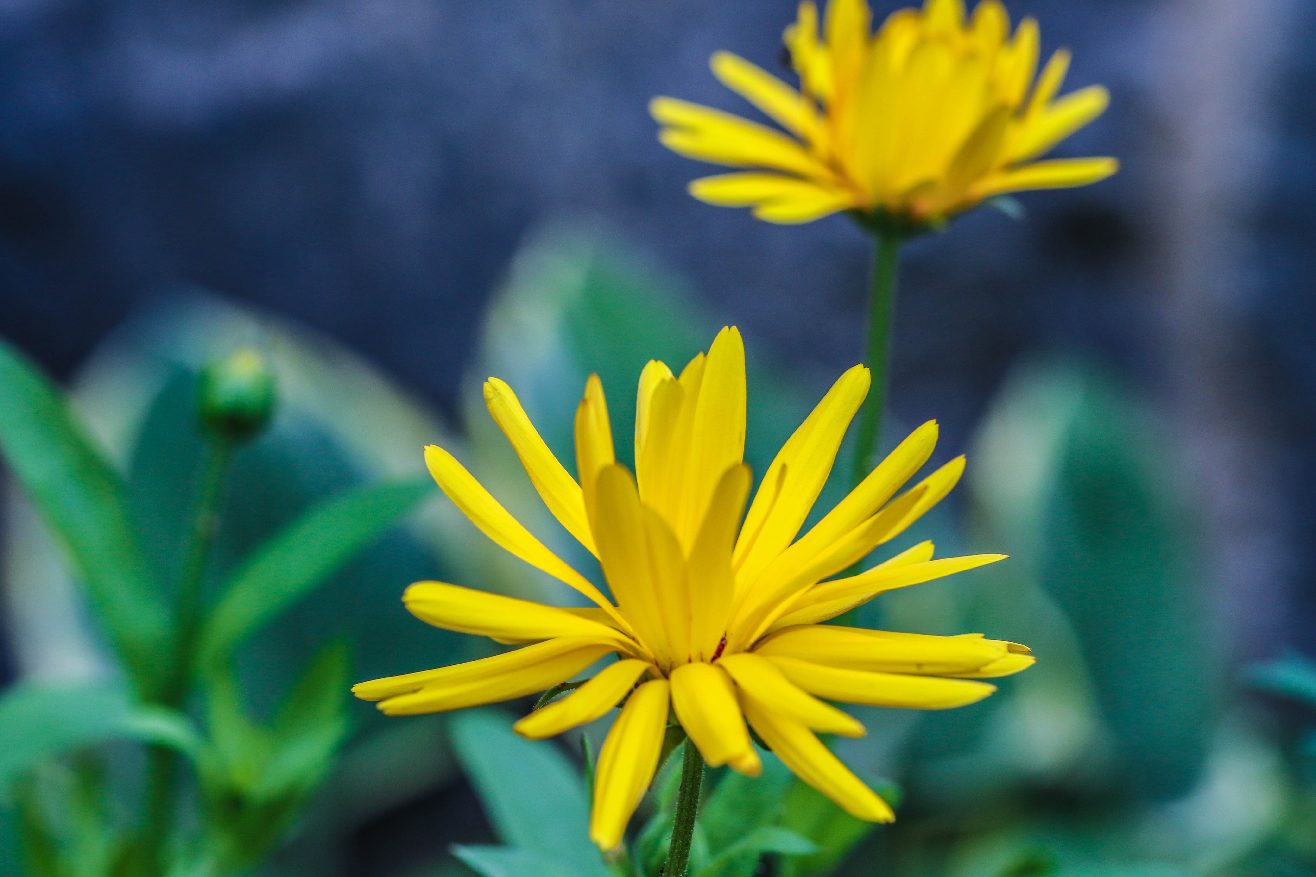 Flower Summer Yellow free image download